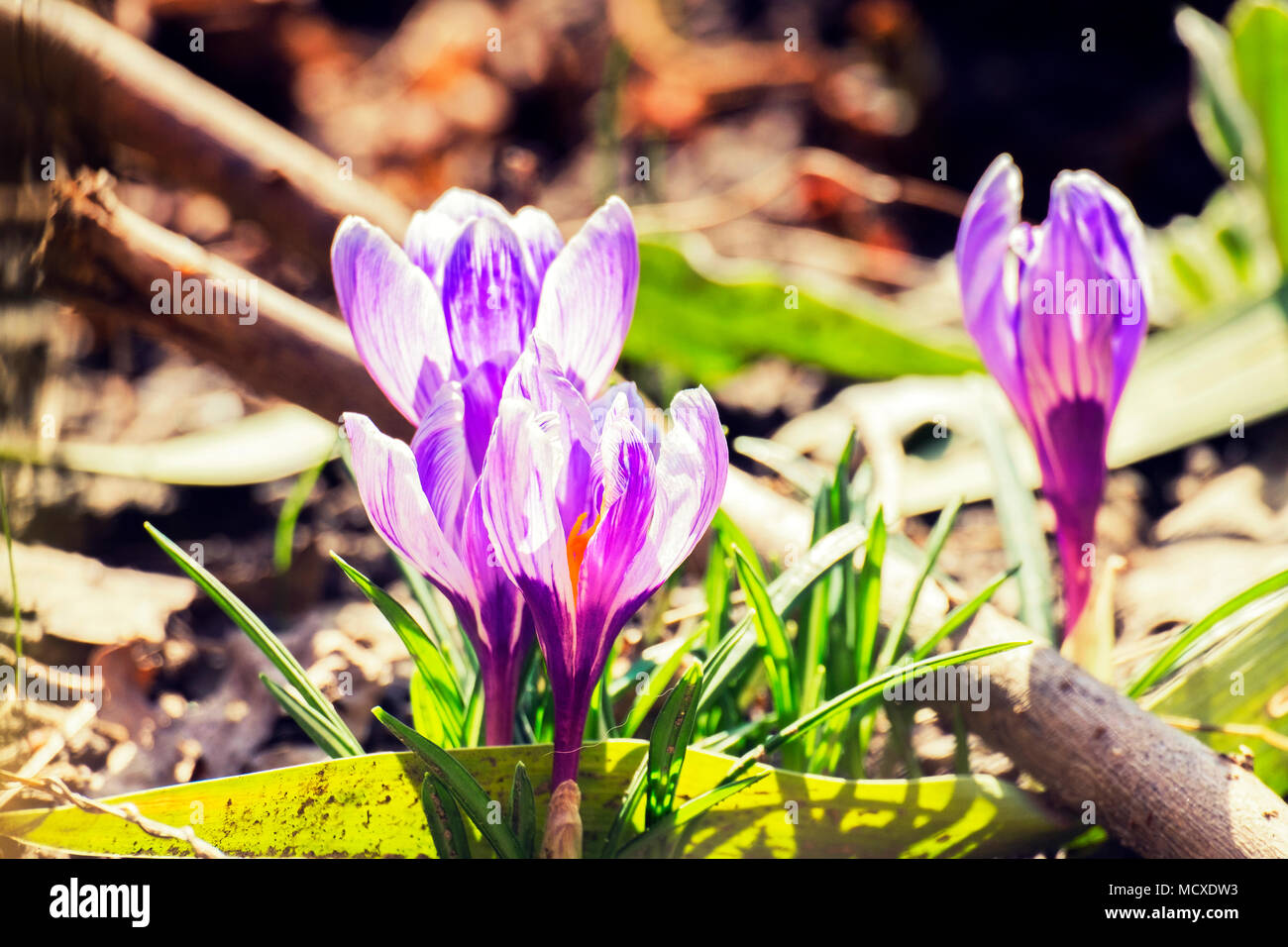 Family crocuses bright spring hi-res stock photography and images - Alamy
