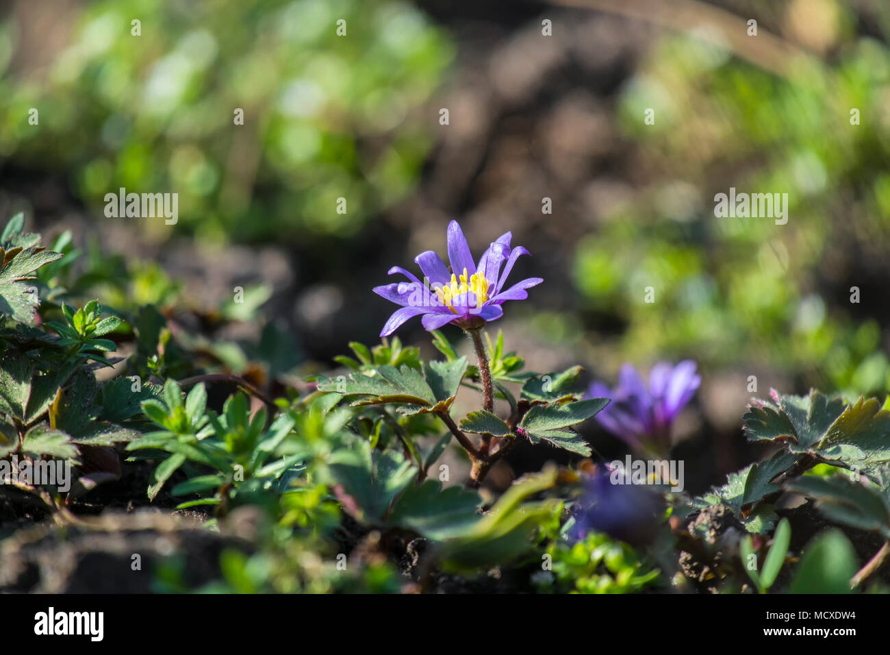 Small blue and very rare spring flower with yellow stamens and pistils ...