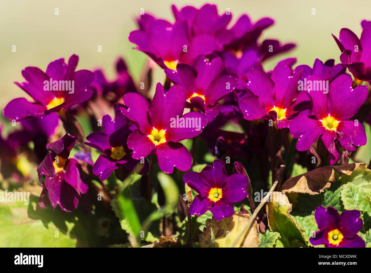 Order ericales hi-res stock photography and images - Alamy