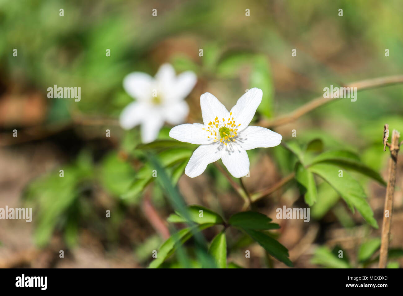White early-spring flower of wood anemone (Anemone nemorosa Stock Photo ...