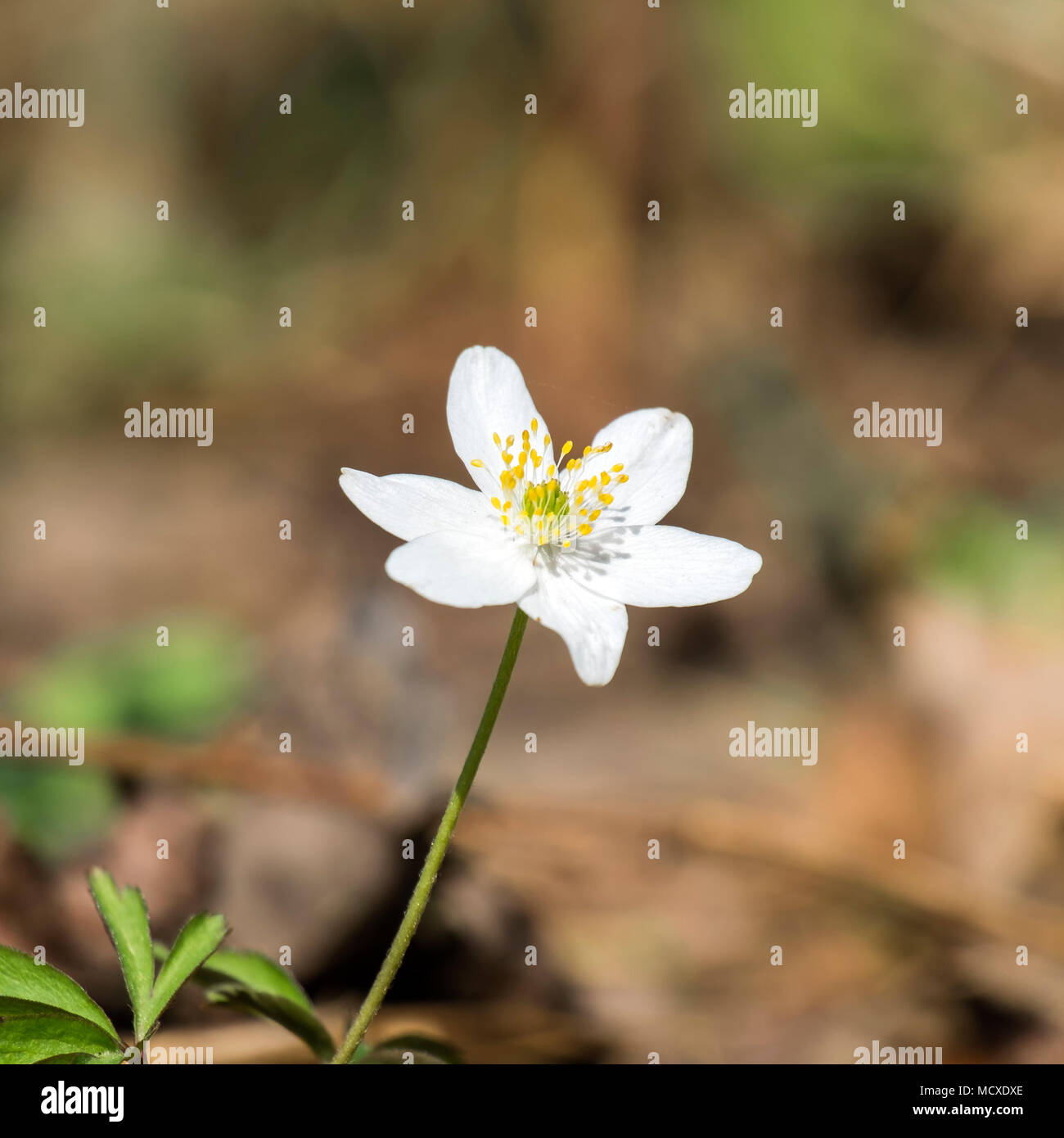 Dwarf anemone hi-res stock photography and images - Alamy