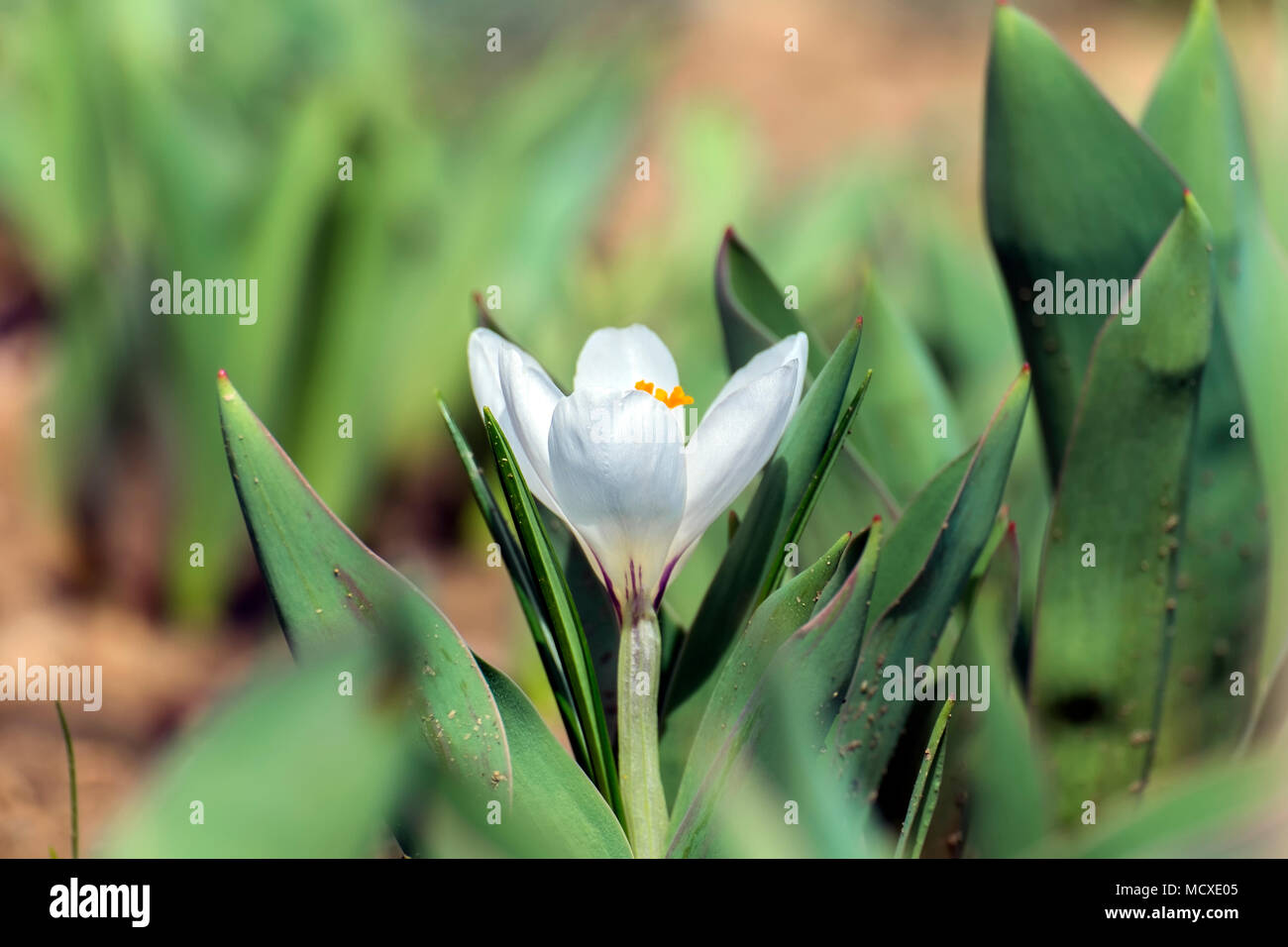 White Spring crocus flower between the leaves of the tulips (Crocus ...