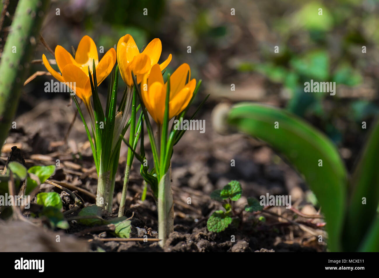 Yellow crocus flower in the garden (Crocus flavus Stock Photo - Alamy