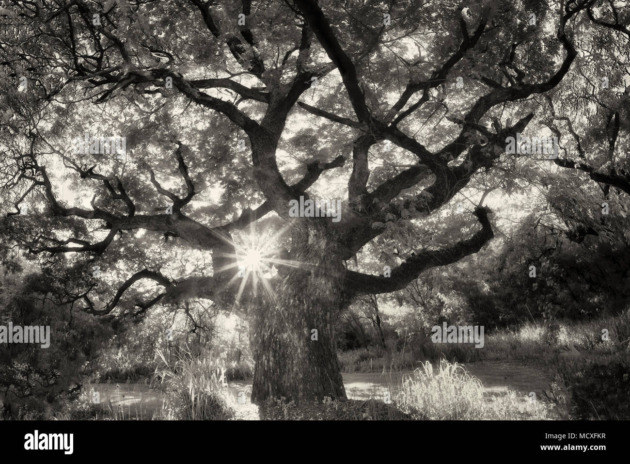 Monkey pod tree hi-res stock photography and images - Alamy