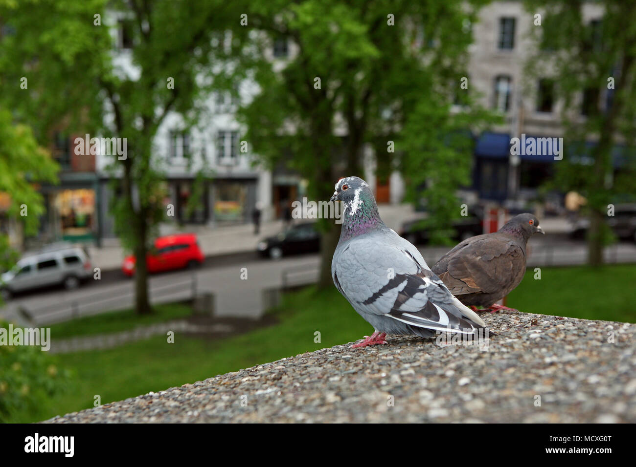 two pigeons sitting on a wall over a park in Old quebec city Canada ...