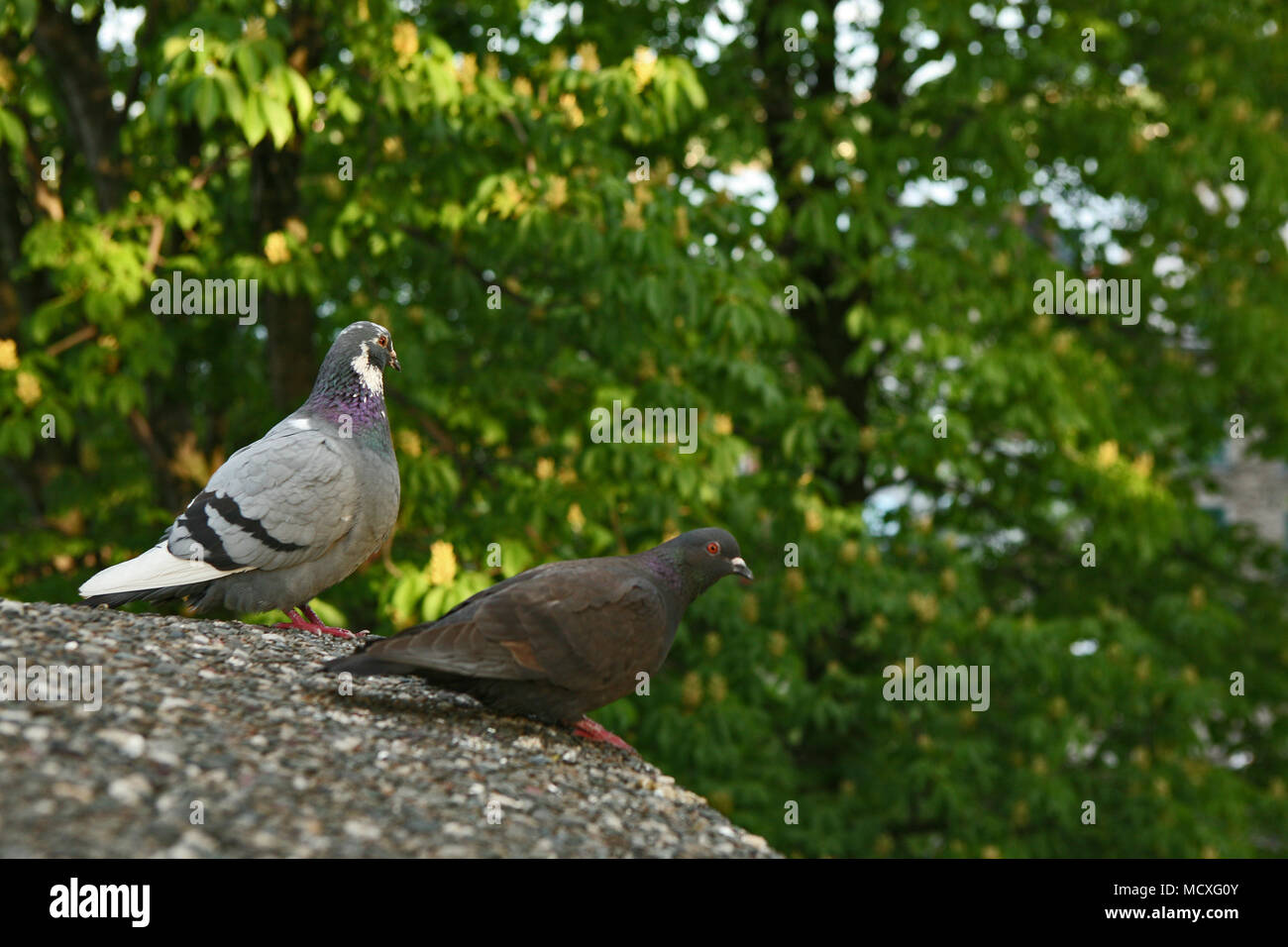 Pigeons sitting on a wall hi-res stock photography and images - Alamy