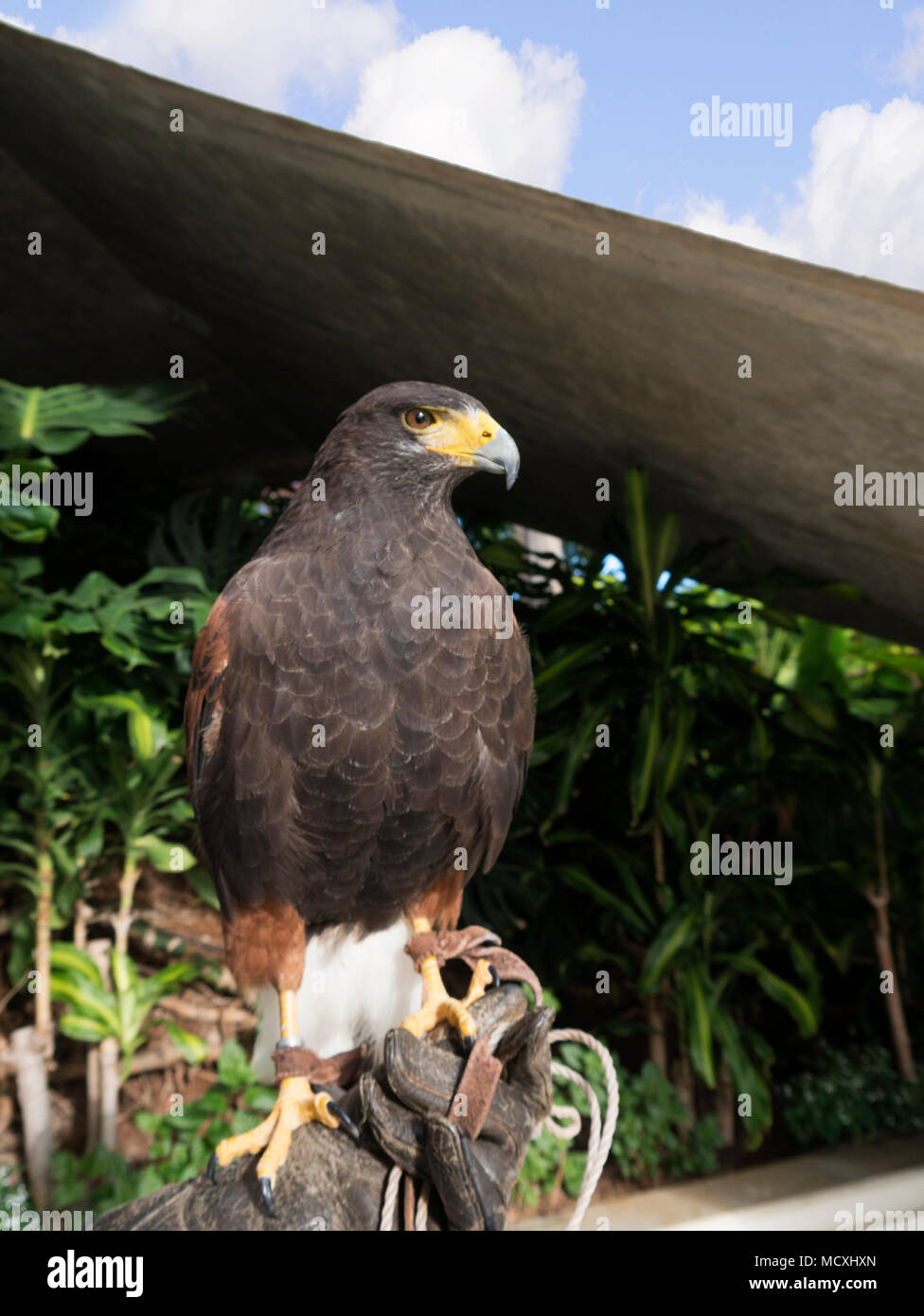 Harris Hawk in the grounds of a luxury Hotel in Funchal Madeira ...