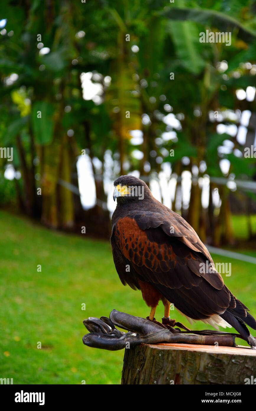 Harris Hawk in the grounds of a luxury Hotel in Funchal Madeira ...