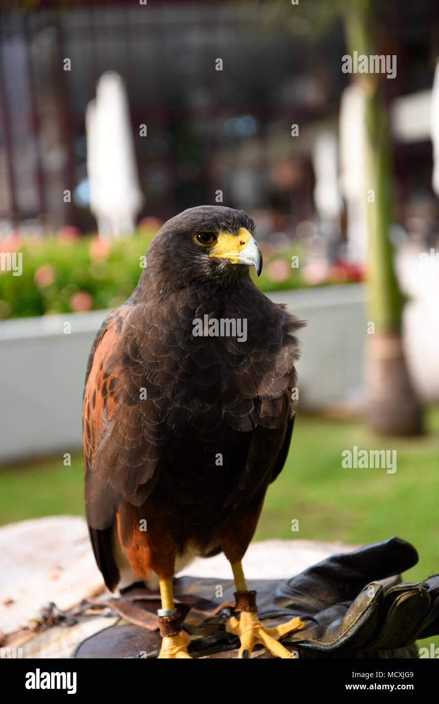 Harris Hawk in the grounds of a luxury Hotel in Funchal Madeira ...