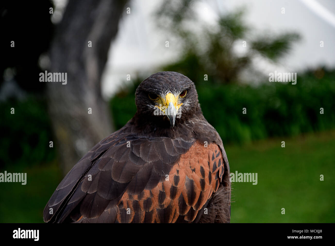 Harris Hawk in the grounds of a luxury Hotel in Funchal Madeira ...