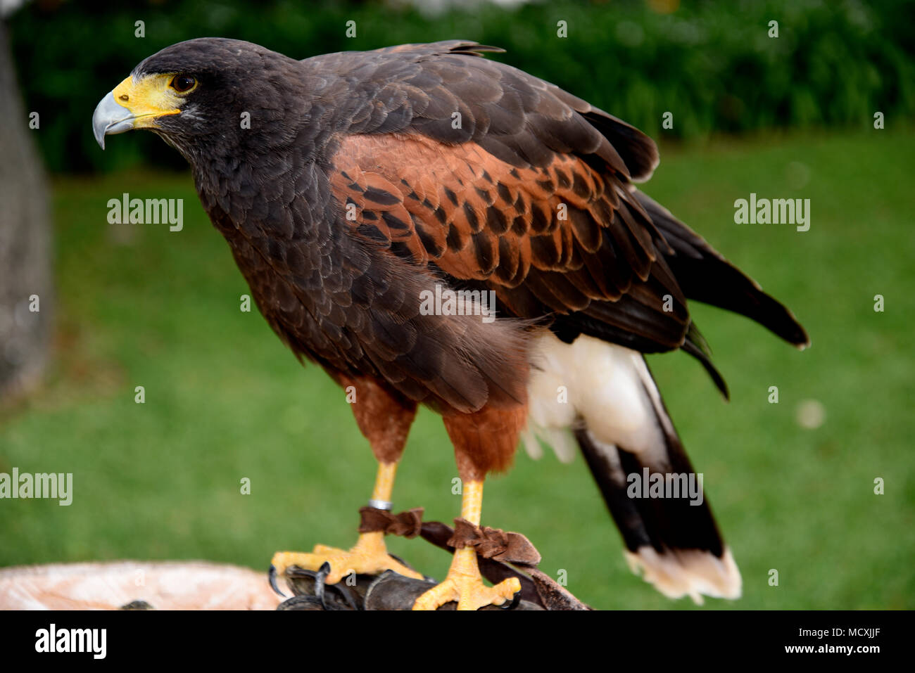 Harris Hawk in the grounds of a luxury Hotel in Funchal Madeira ...