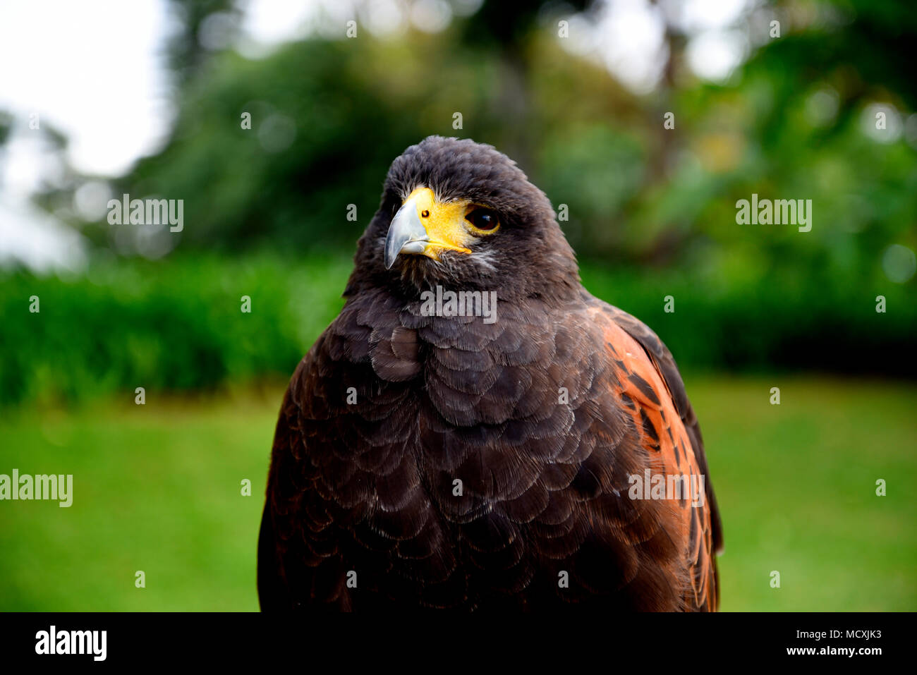 Harris Hawk in the grounds of a luxury Hotel in Funchal Madeira ...