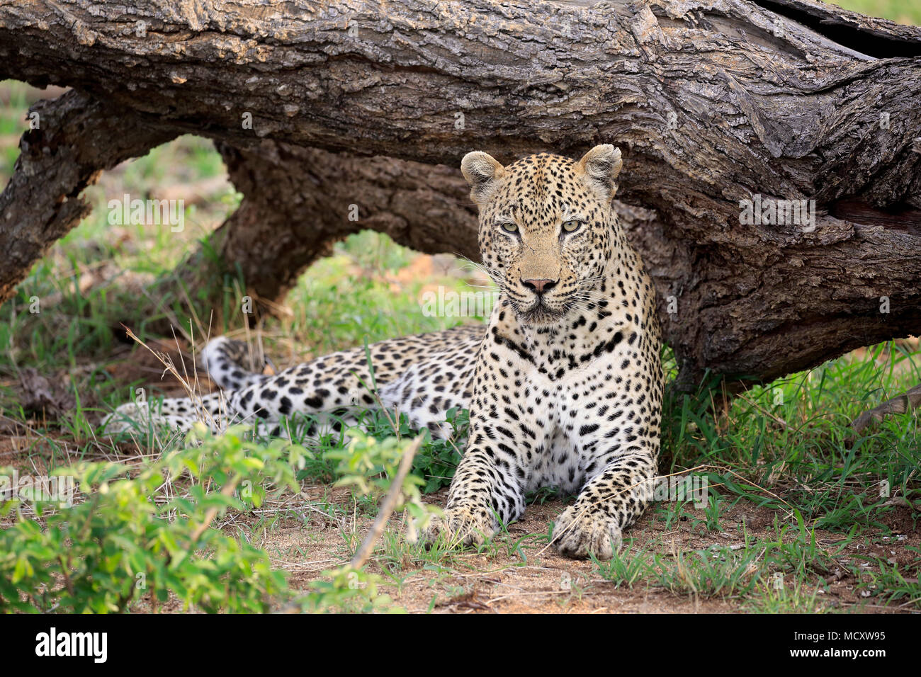 Floor view hi-res stock photography and images - Alamy
