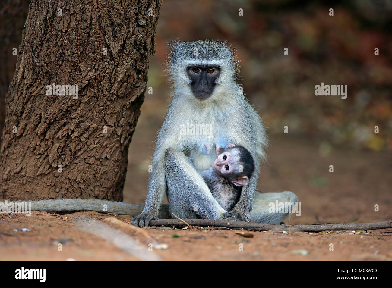Vervet Monkey Animal
