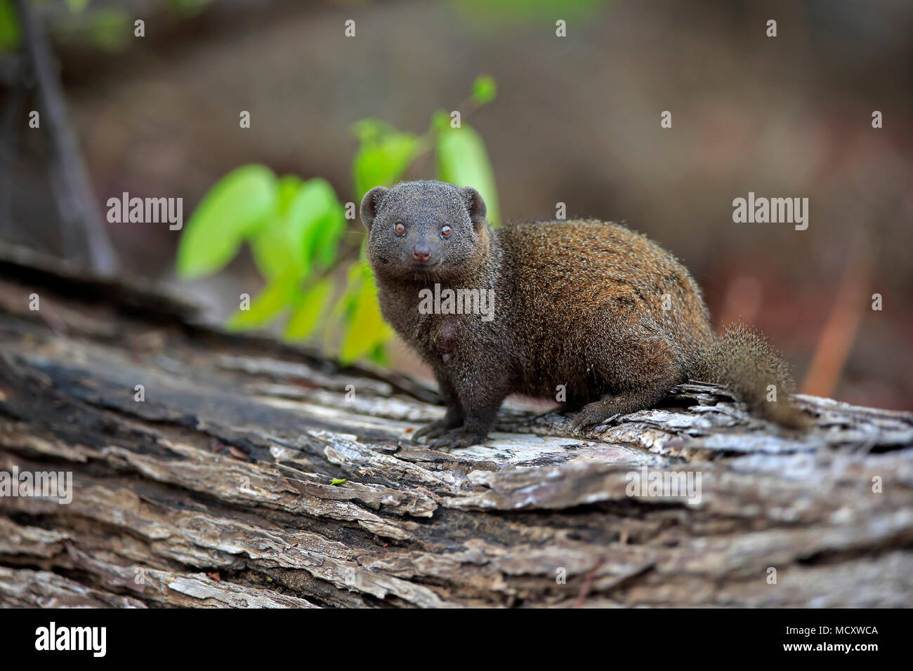 Dwarf mongoose (Helogale parvula), adult, on tree trunk, direct view ...