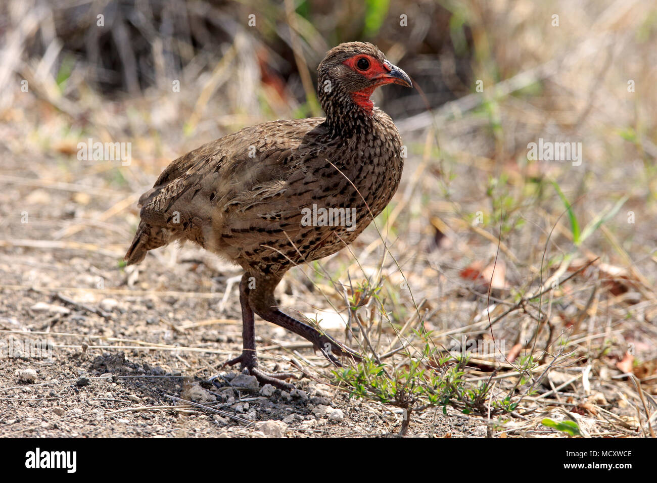 Swainson's spurfowl (Francolinus swainsonii), adult, foraging ...
