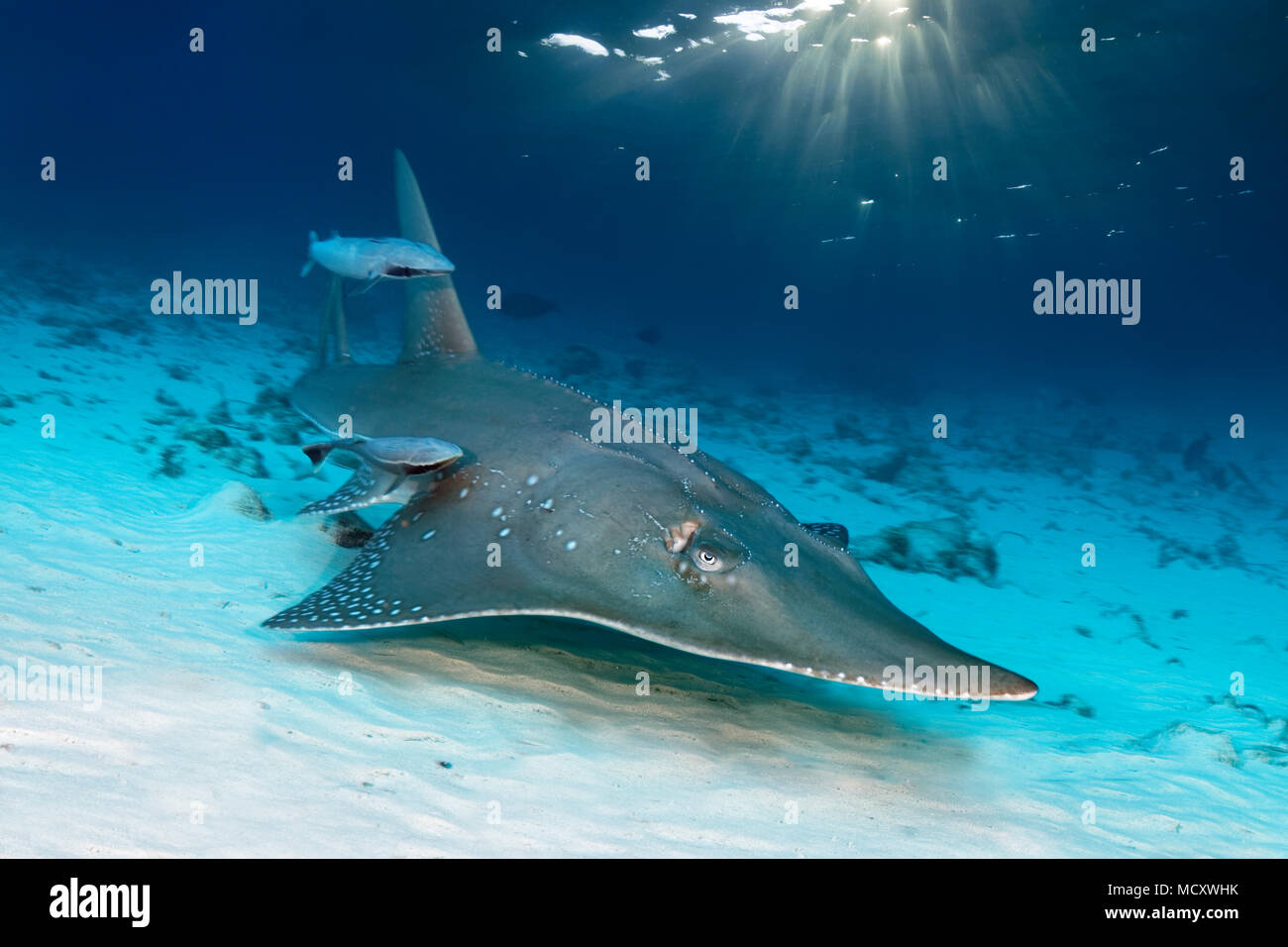 Giant Guitarfish (Rhynchobatus djiddensis) with Live sharksucker ...