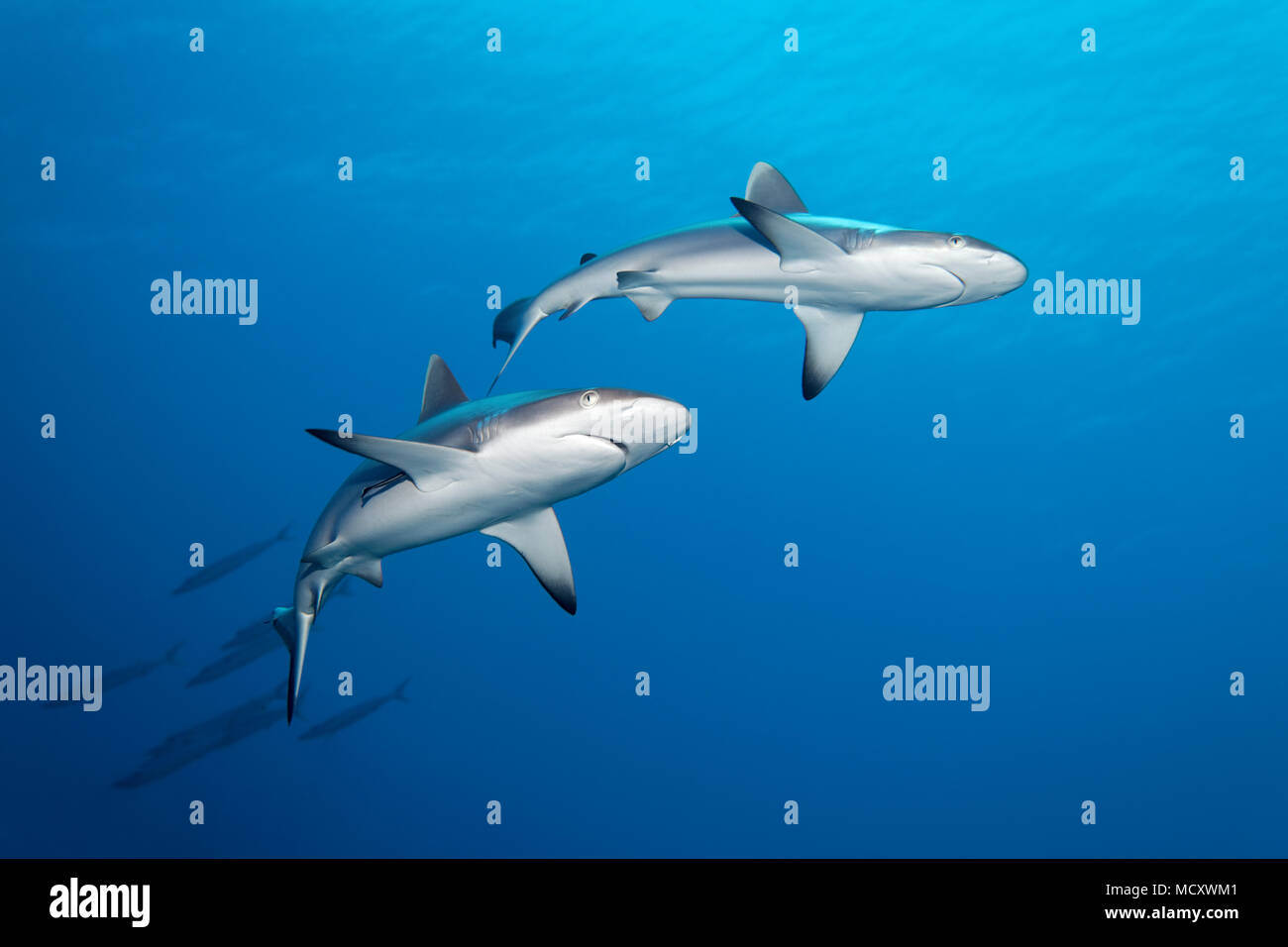 Two Grey reef sharks (Carcharhinus amblyrhynchos), Indian Ocean ...