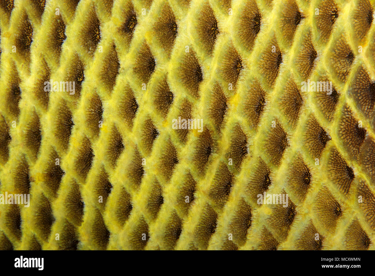 Scales, titan triggerfish (Balistoides viridescens), Indian Ocean ...