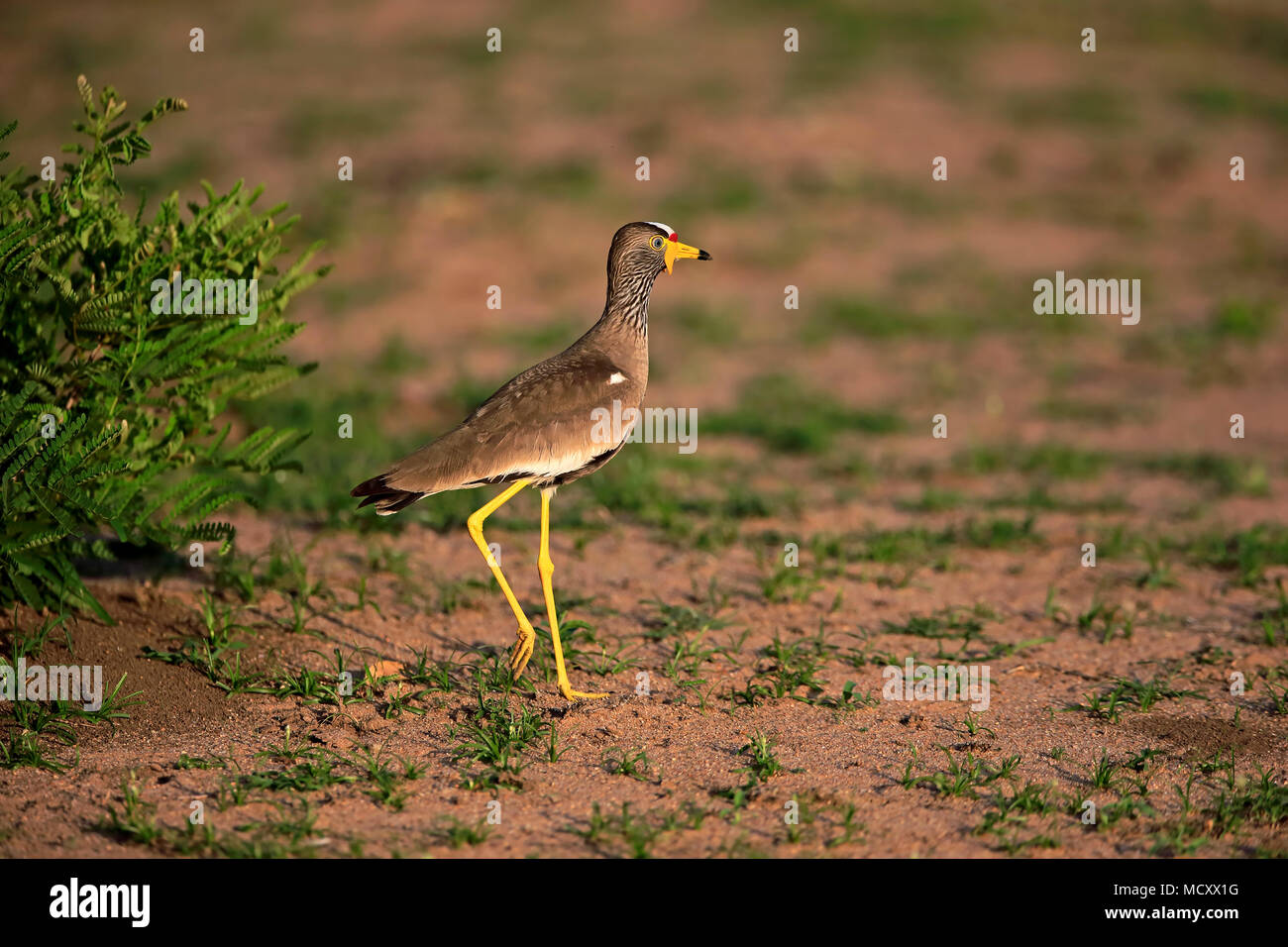 African wattled lapwing (Vanellus senegallus), adult, running ...
