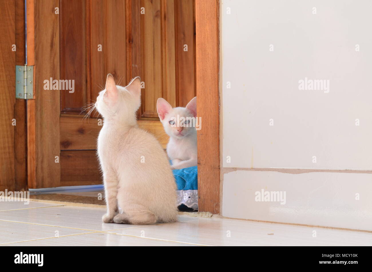Dois filhotes de gato hi-res stock photography and images - Alamy