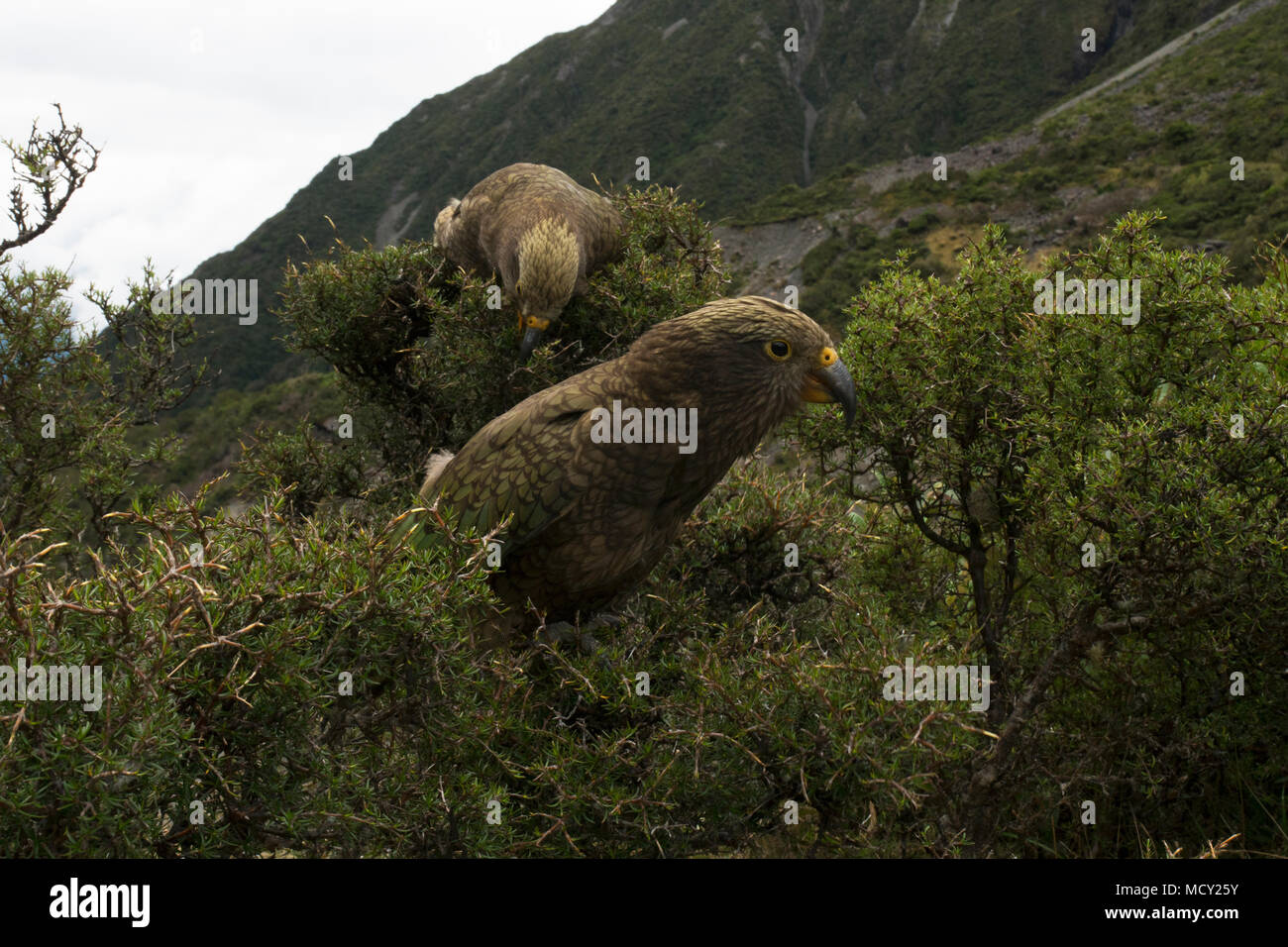 Kea bird hi-res stock photography and images - Alamy
