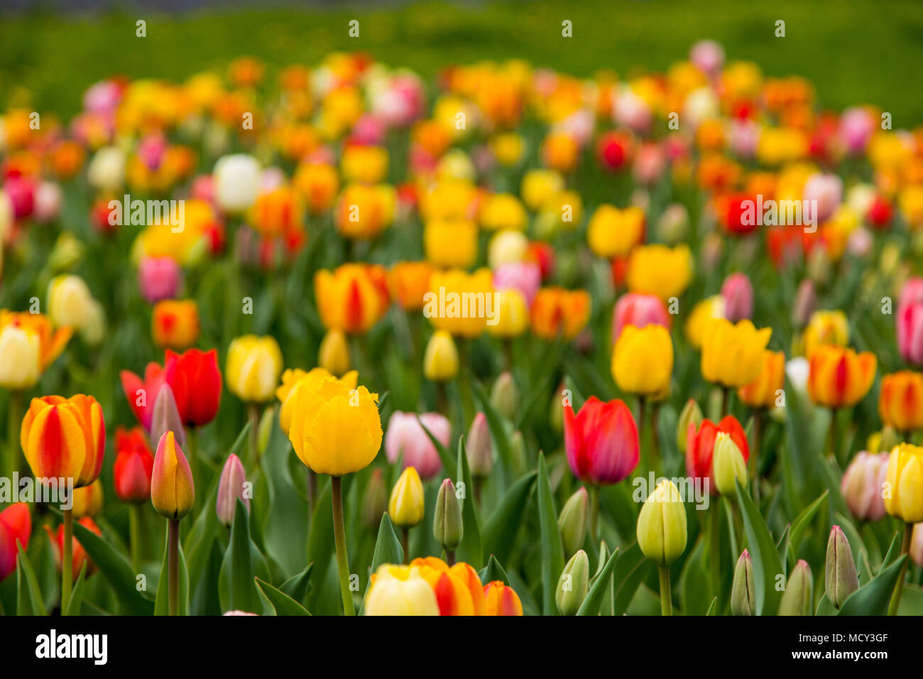 Vermont spring hi-res stock photography and images - Alamy