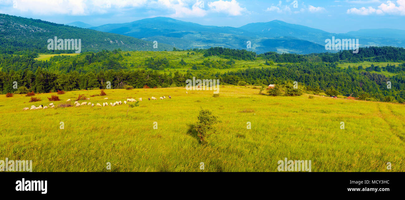 Balkan sheep hi-res stock photography and images - Alamy