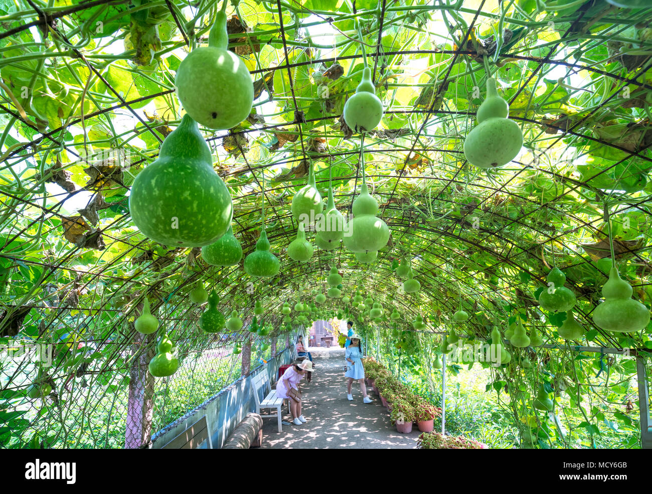 Tourists visit Ornamental Gourd garden with hundreds gourds hanging on ...