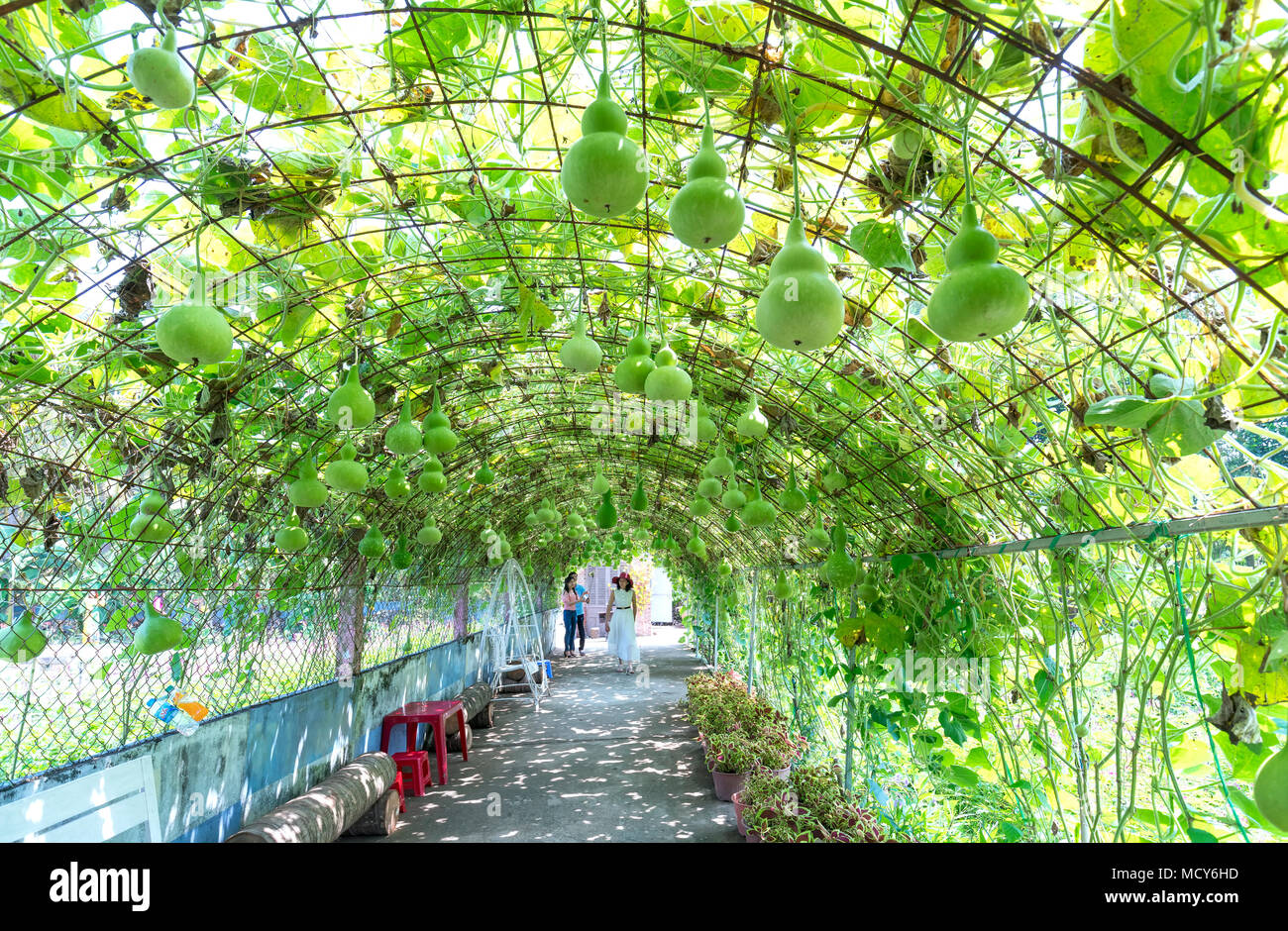 Tourists visit Ornamental Gourd garden with hundreds gourds hanging on ...