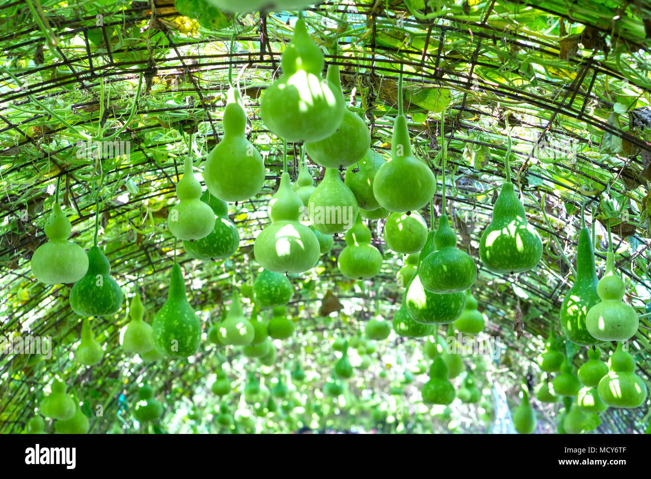 Ornamental Gourd Farm in the harvest season with the gourds hanging on ...