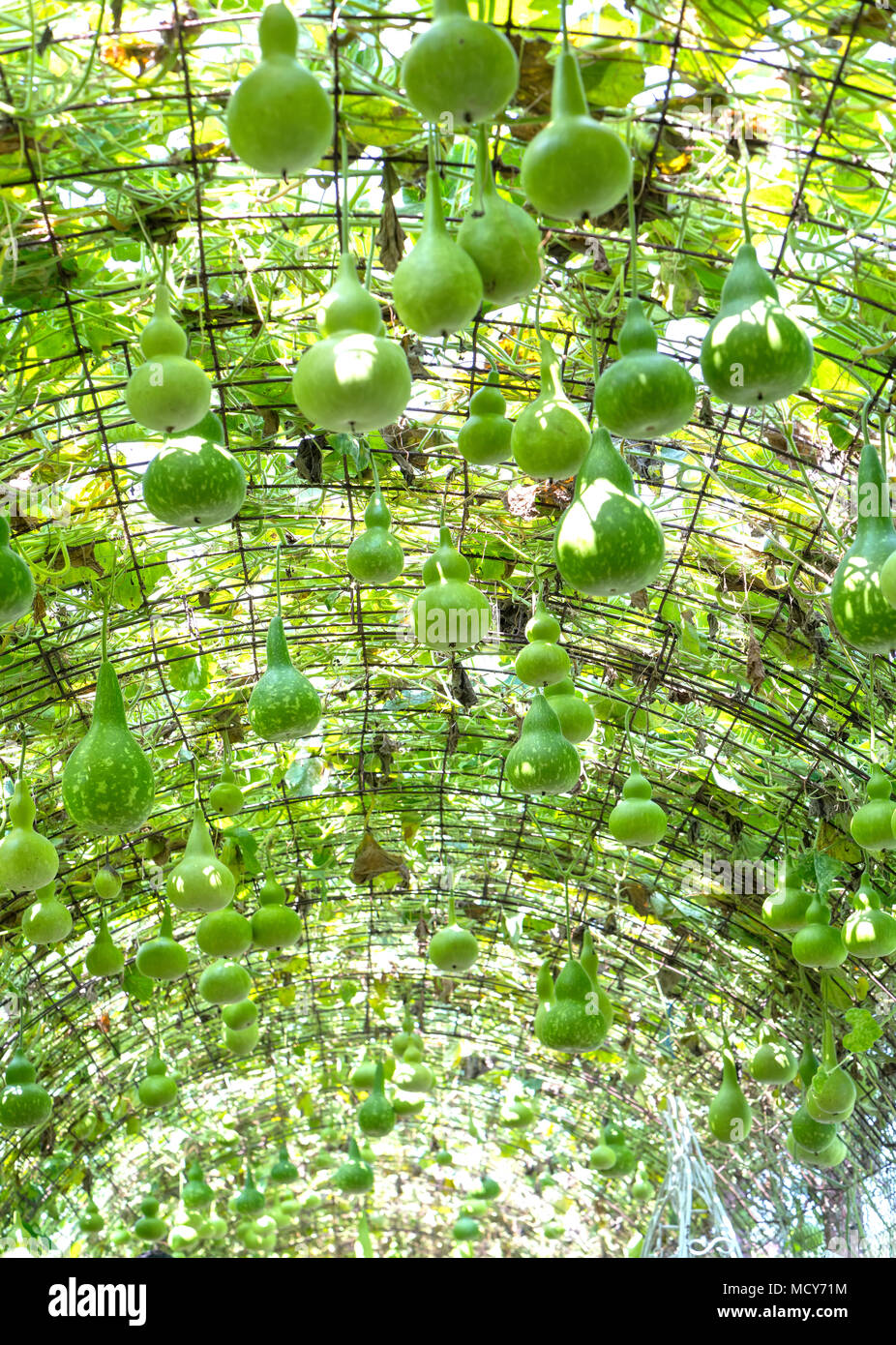 Ornamental Gourd Farm in the harvest season with the gourds hanging on ...