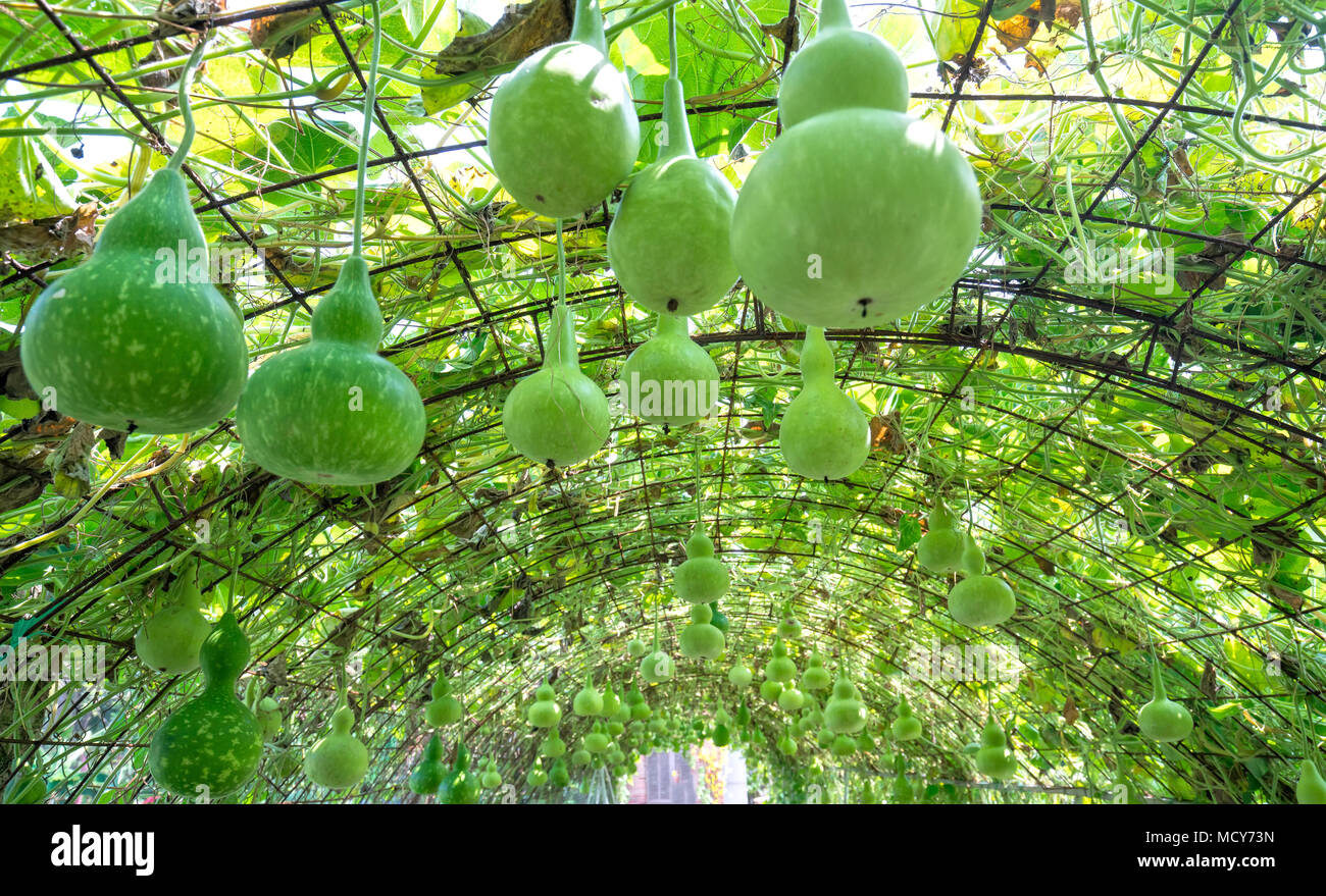 Ornamental Gourd Farm in the harvest season with the gourds hanging on ...