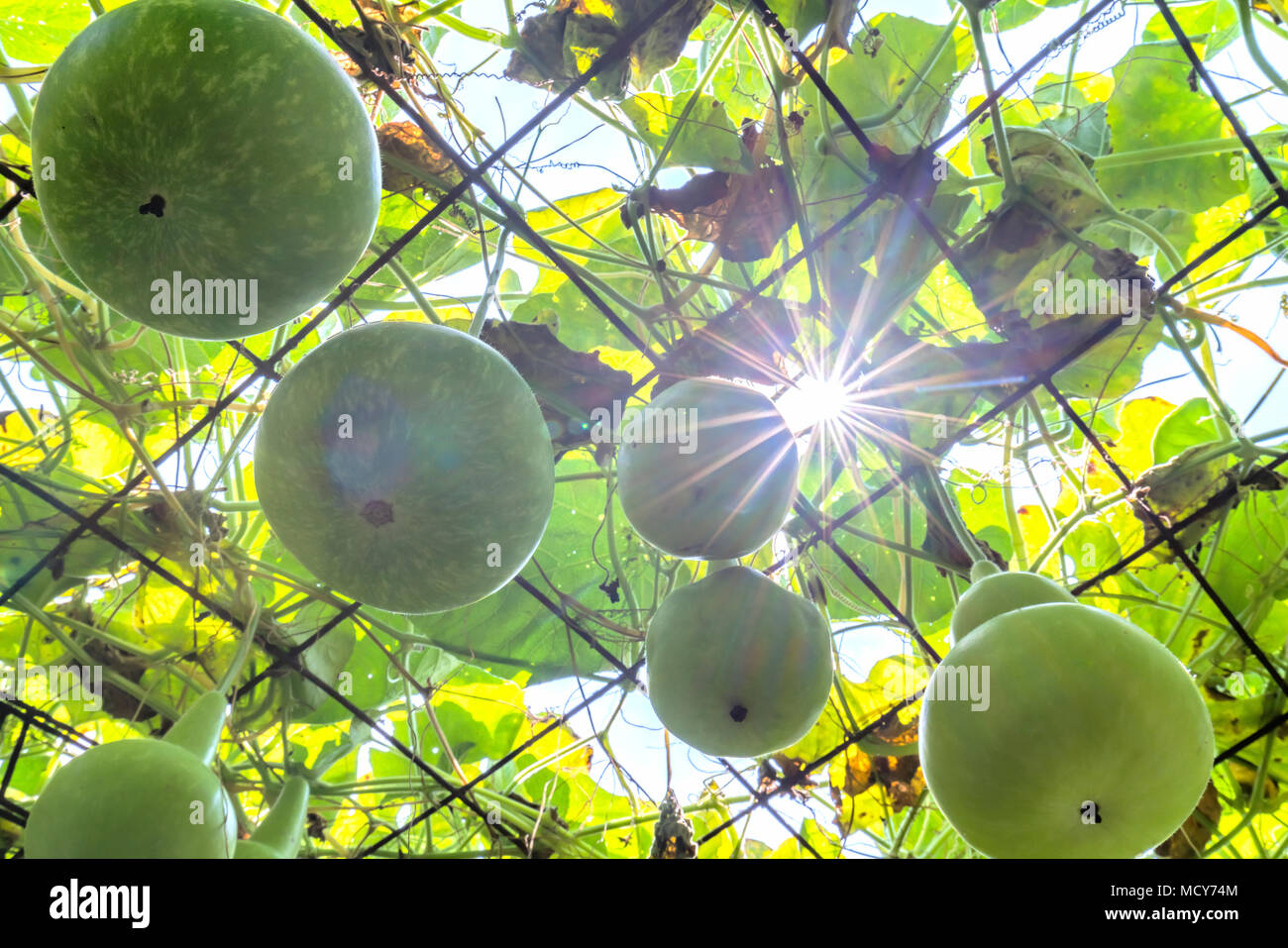Ornamental Gourd Farm in the harvest season with the gourds hanging on ...