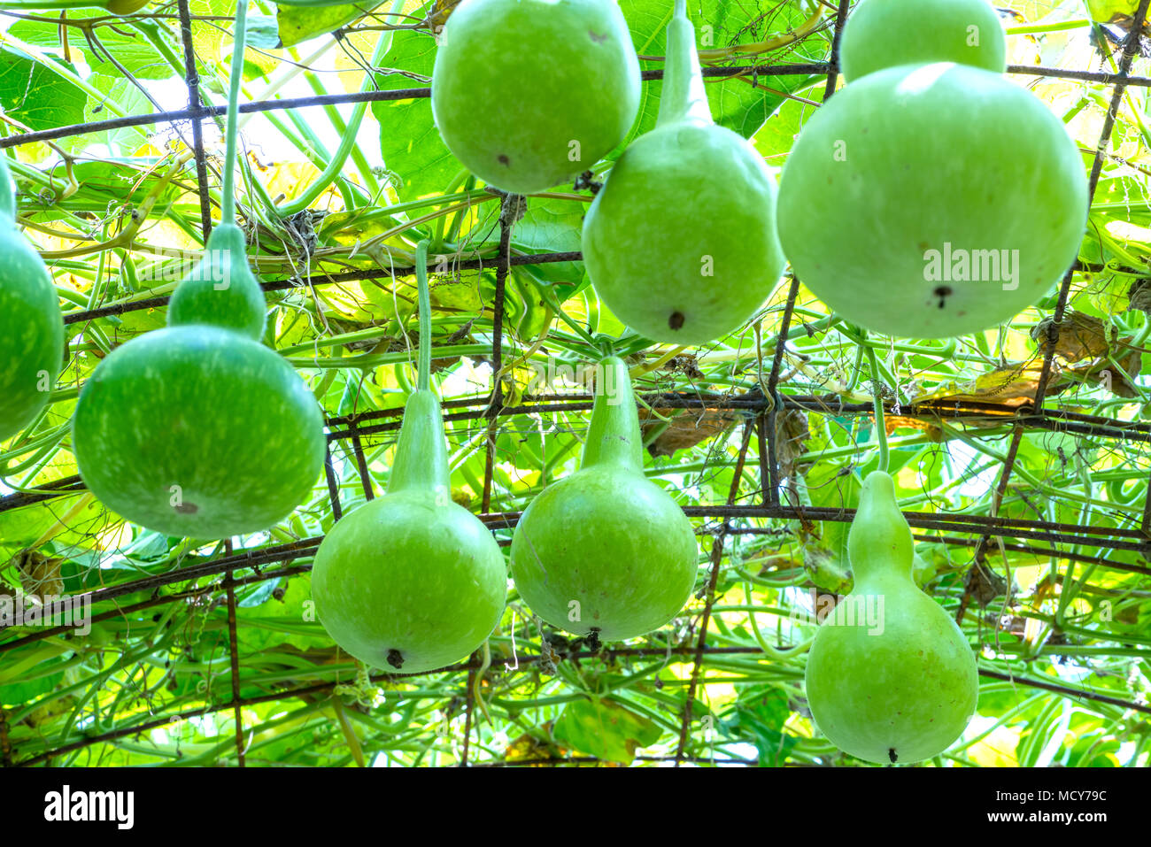 Ornamental Gourd Farm in the harvest season with the gourds hanging on the rig as the beautiful ...