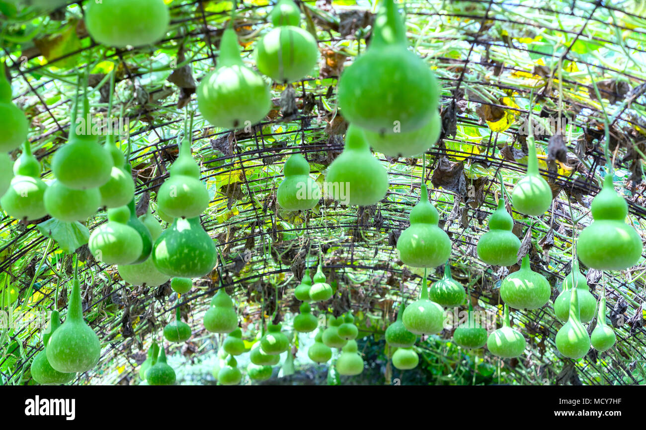 Ornamental Gourd Farm in the harvest season with the gourds hanging on ...