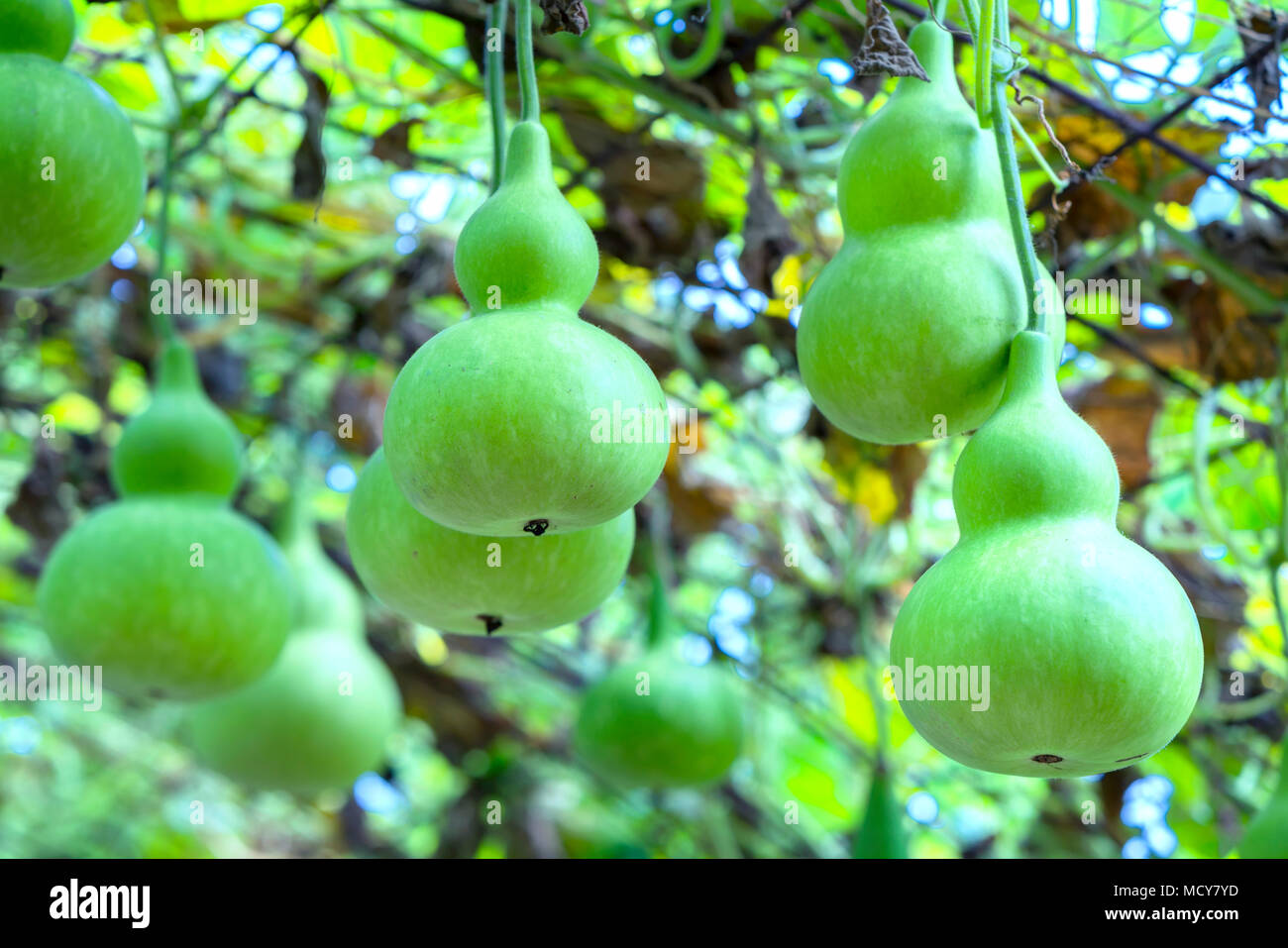 Ornamental Gourd Farm in the harvest season with the gourds hanging on ...