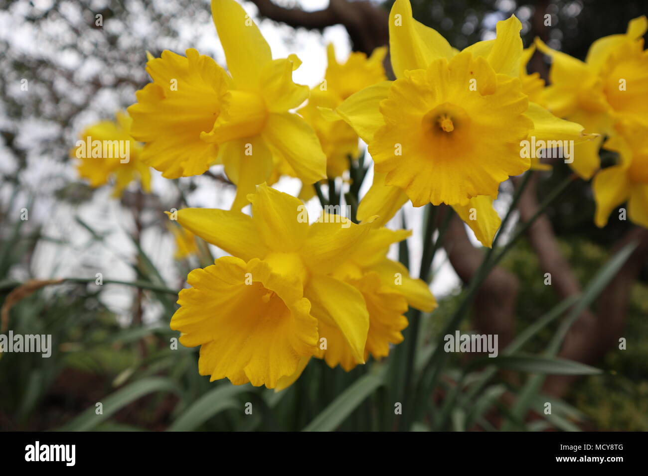 William wordsworth daffodils hi-res stock photography and images - Alamy