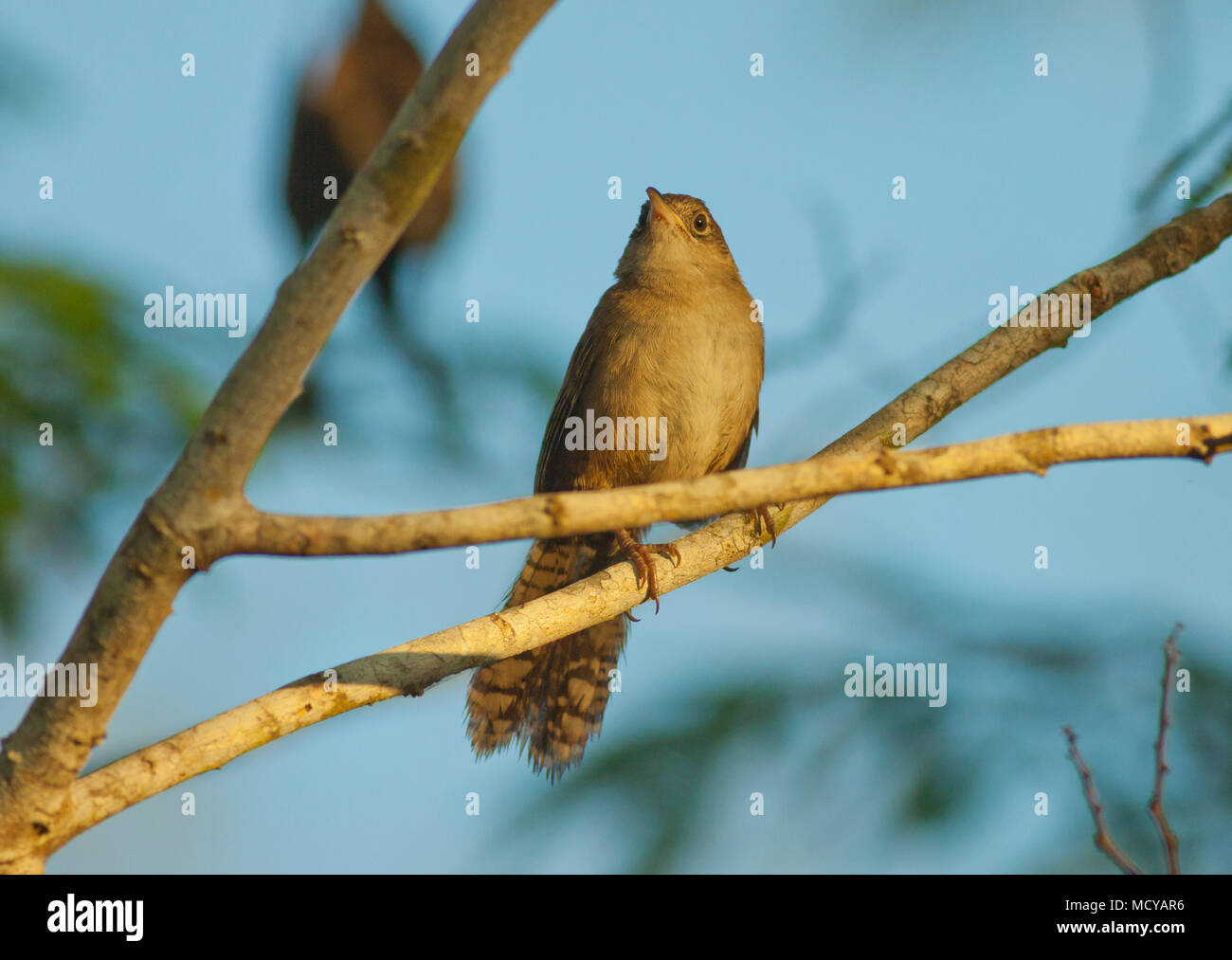 Zapata Wren (Ferminia cerverai) Endangered, Zapata Swamp, endemic bird ...