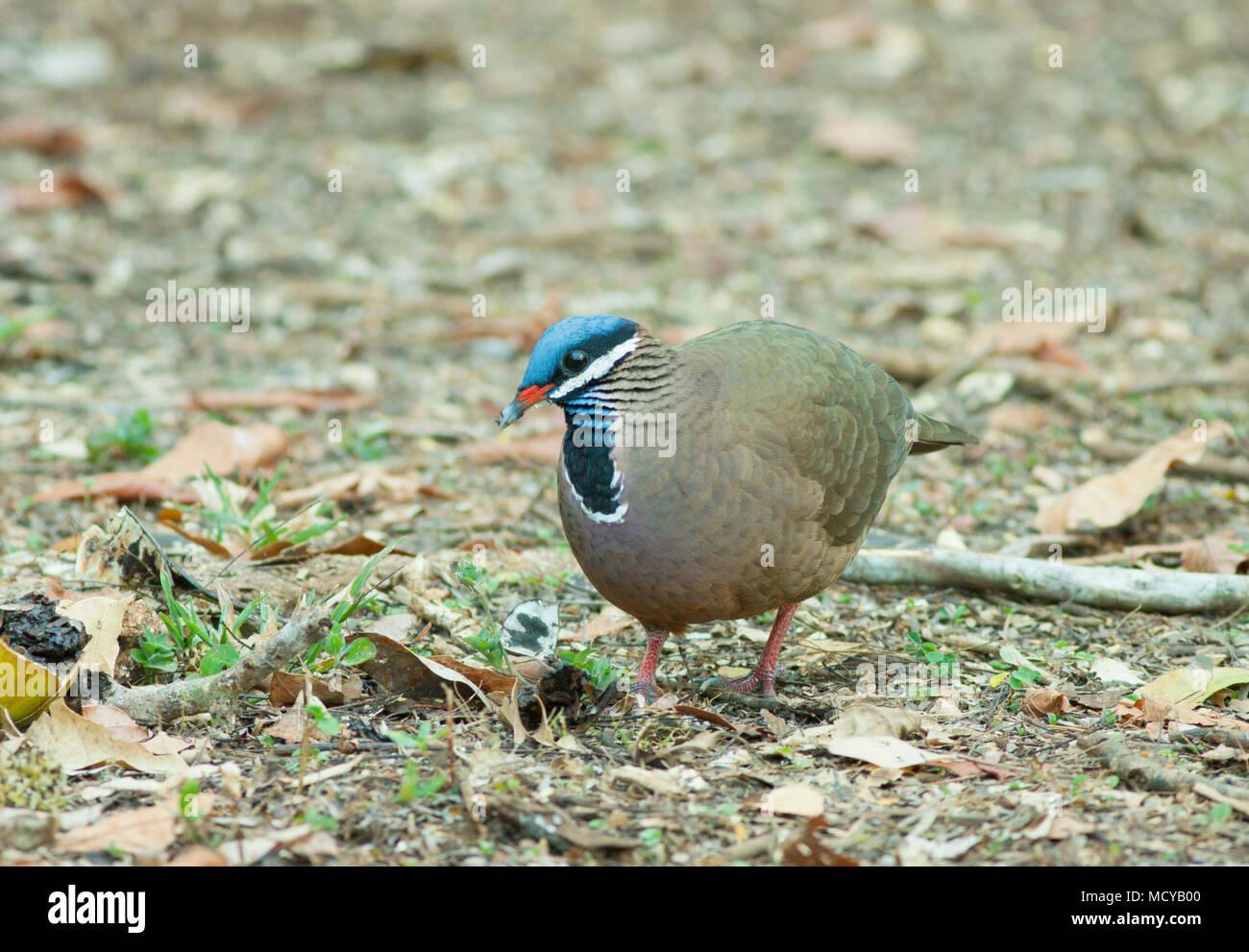 Blue-headed Quail-dove (Starnoenas cyanocephala) Endangered, Zapata ...