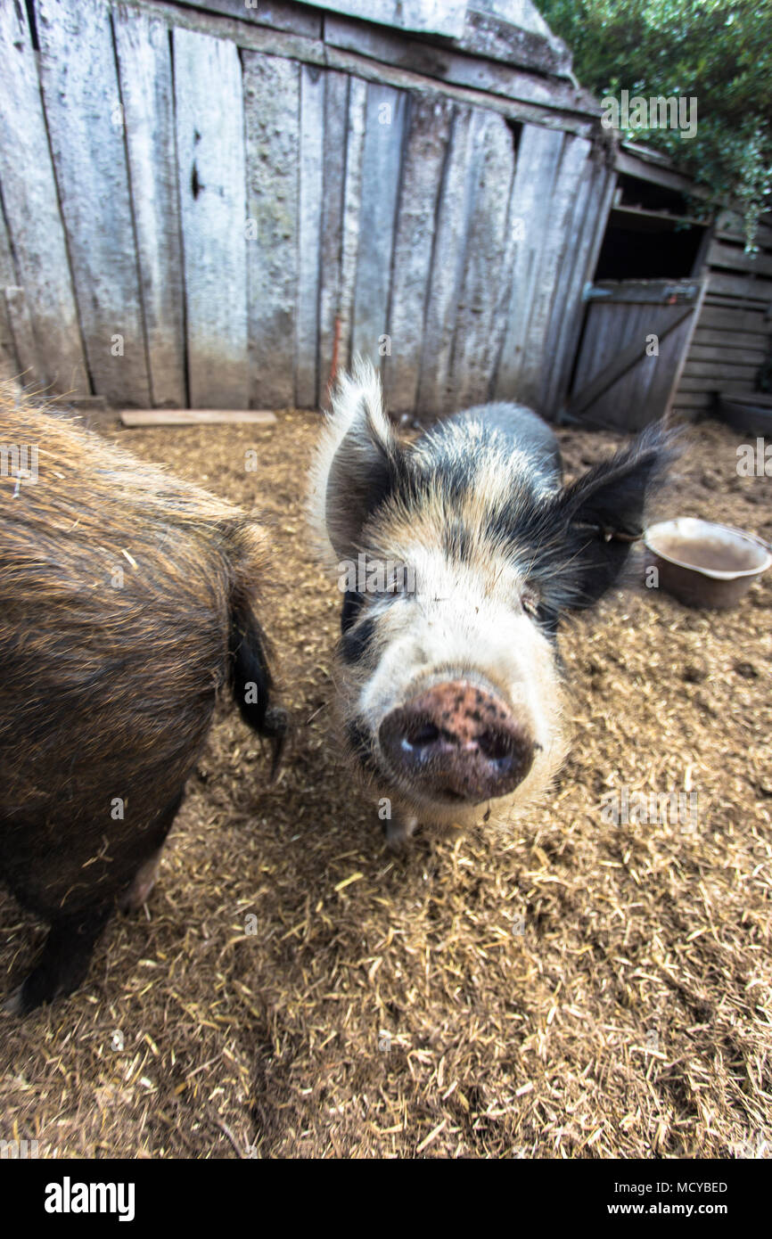 A pig is any of the animals in the genus Sus, within the even-toed ...