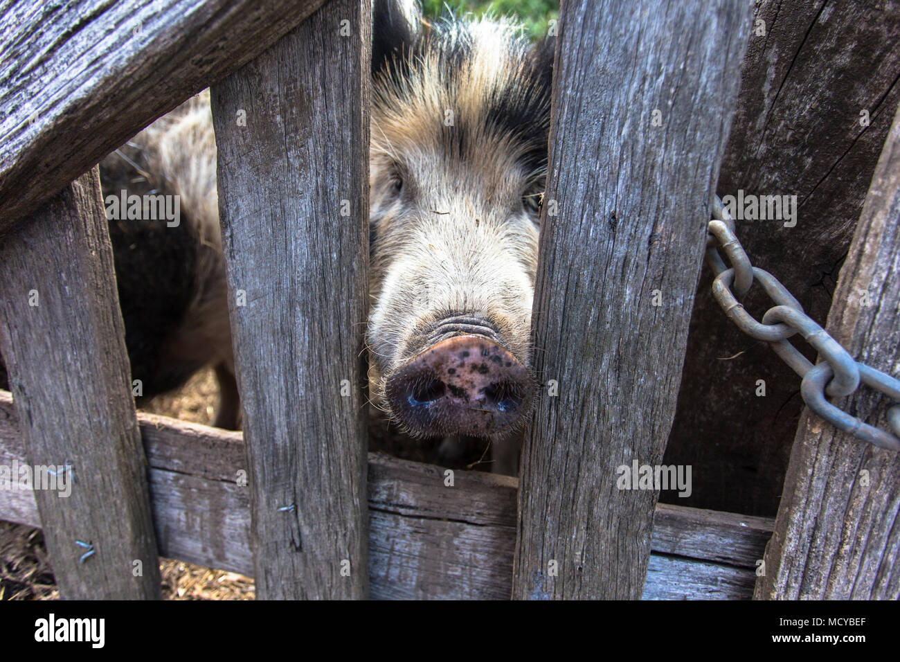 A pig is any of the animals in the genus Sus, within the even-toed ...