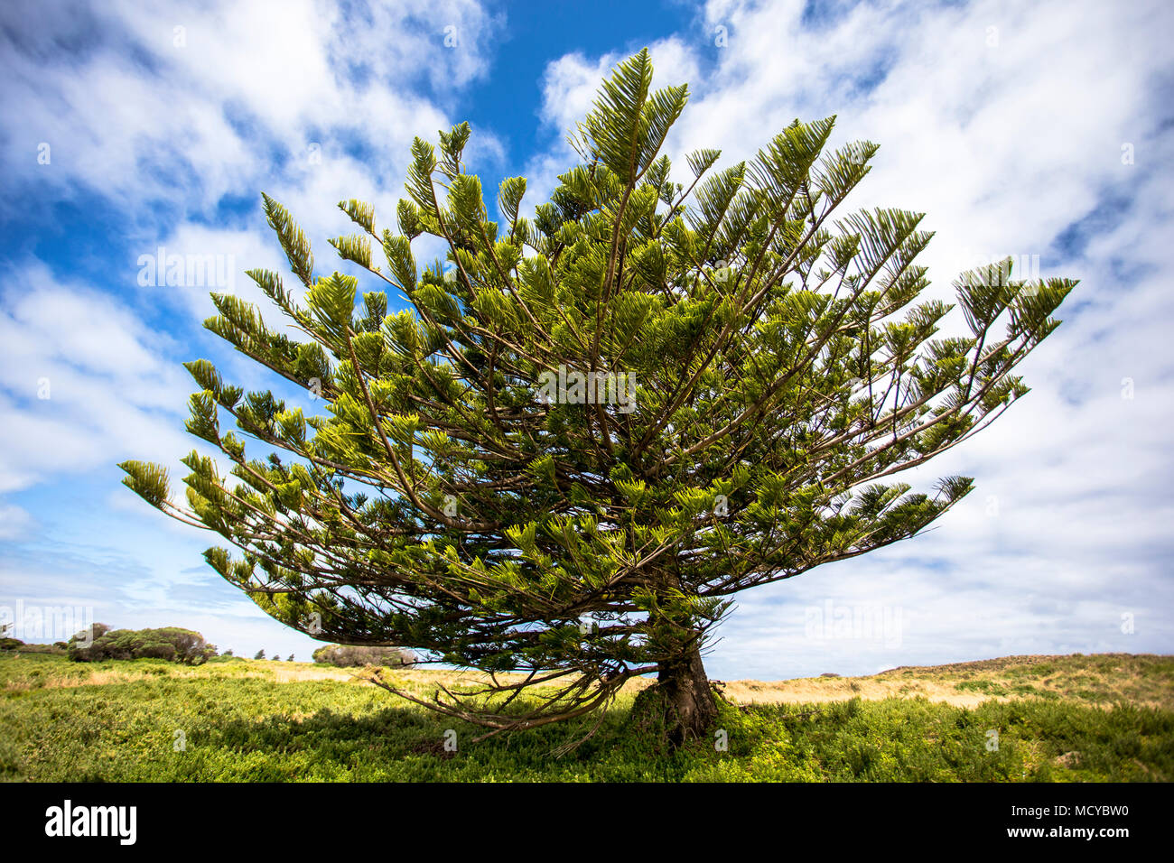 Fairy park and melbourne hi-res stock photography and images - Alamy