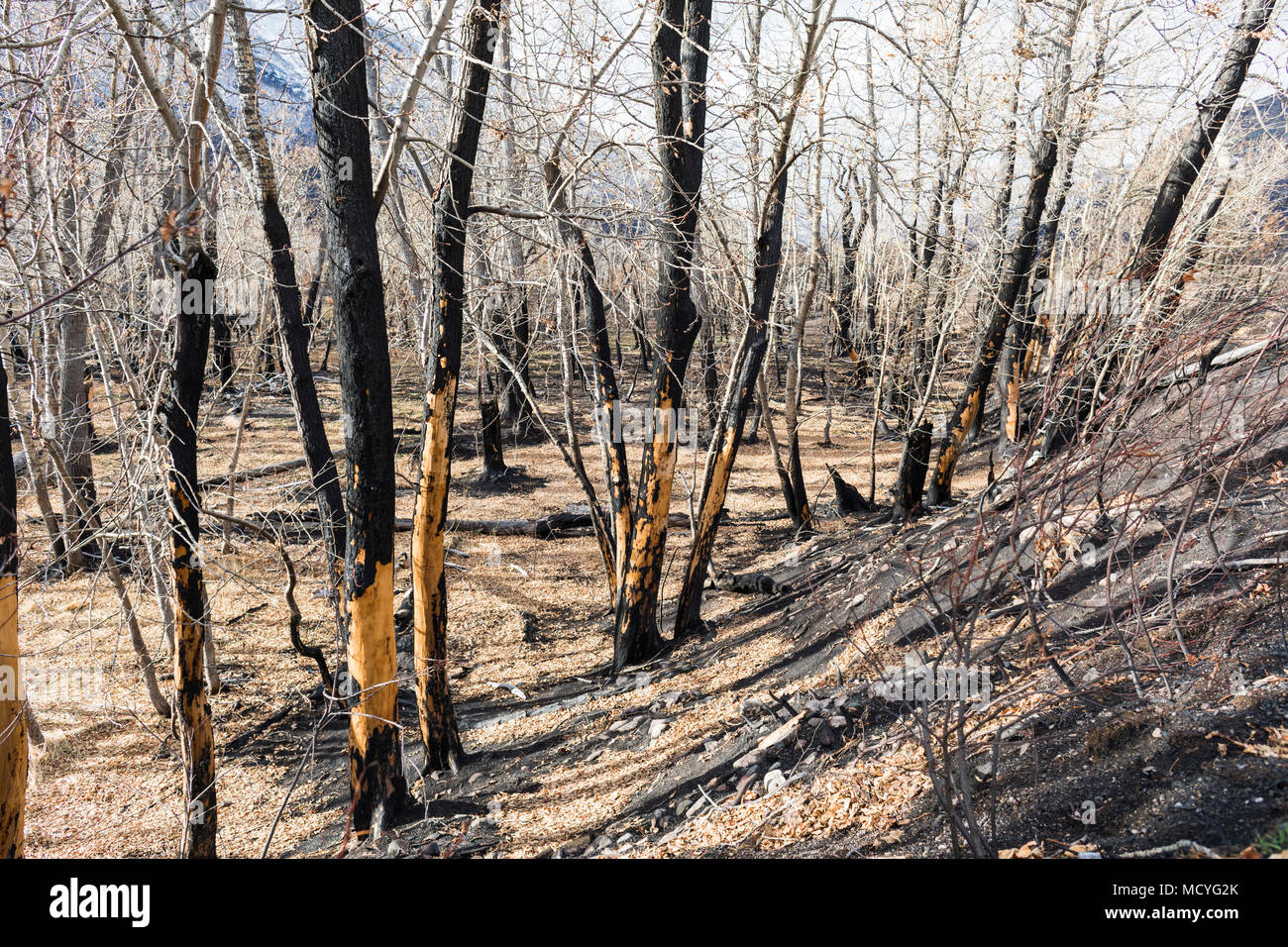 Burned trees hi-res stock photography and images - Alamy