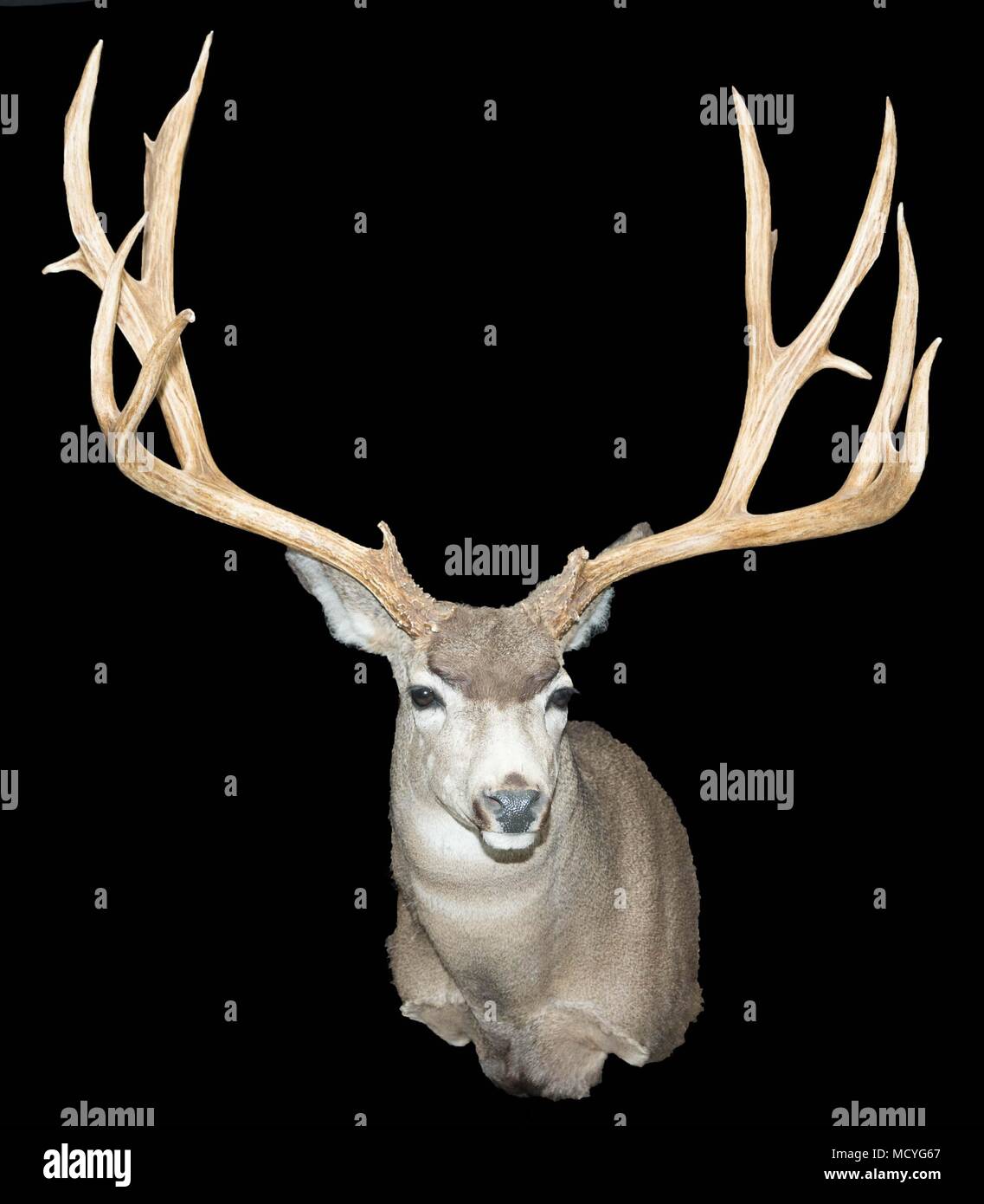 Trophy male hi-res stock photography and images - Alamy