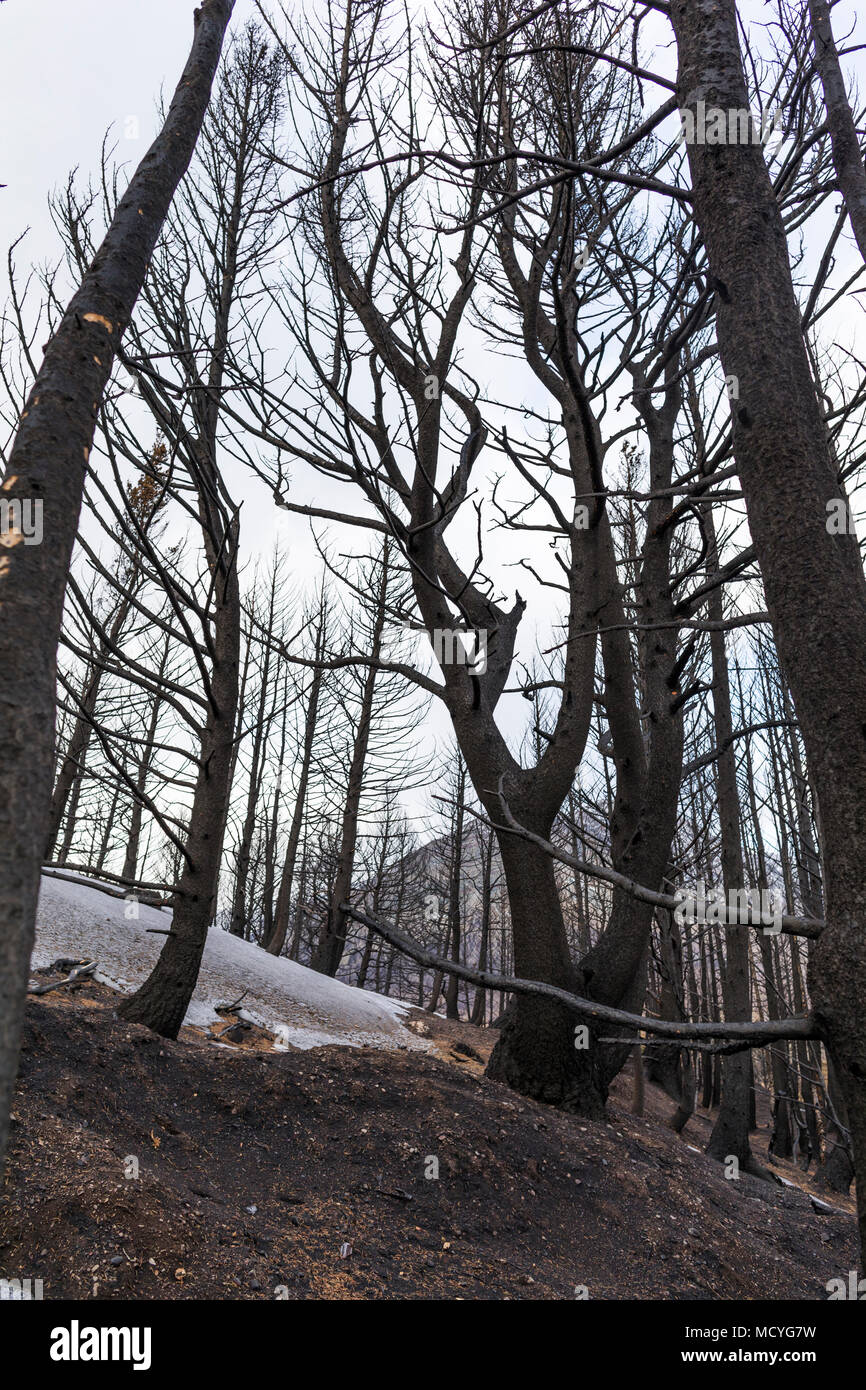 Wildfire damage hi-res stock photography and images - Alamy