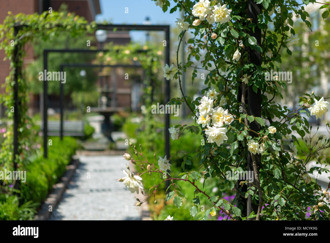 Charleston rose hi-res stock photography and images - Alamy