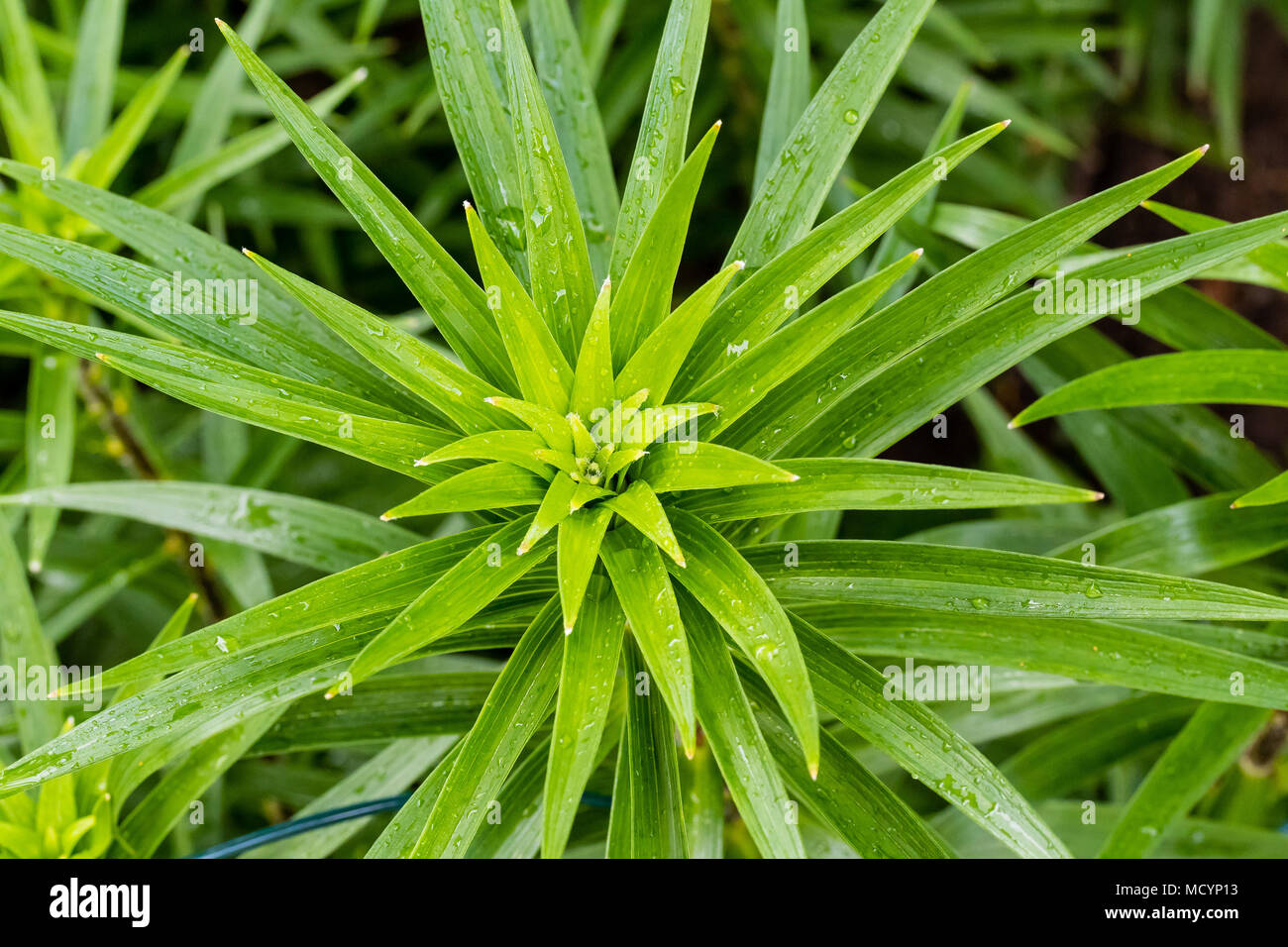 checking the tiger lily patch after the rain stopped Stock Photo - Alamy
