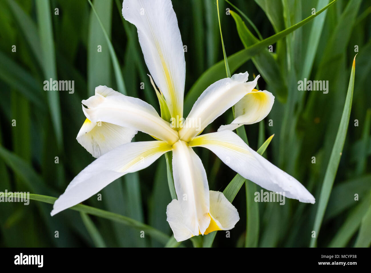 White and yellow iris hi-res stock photography and images - Alamy