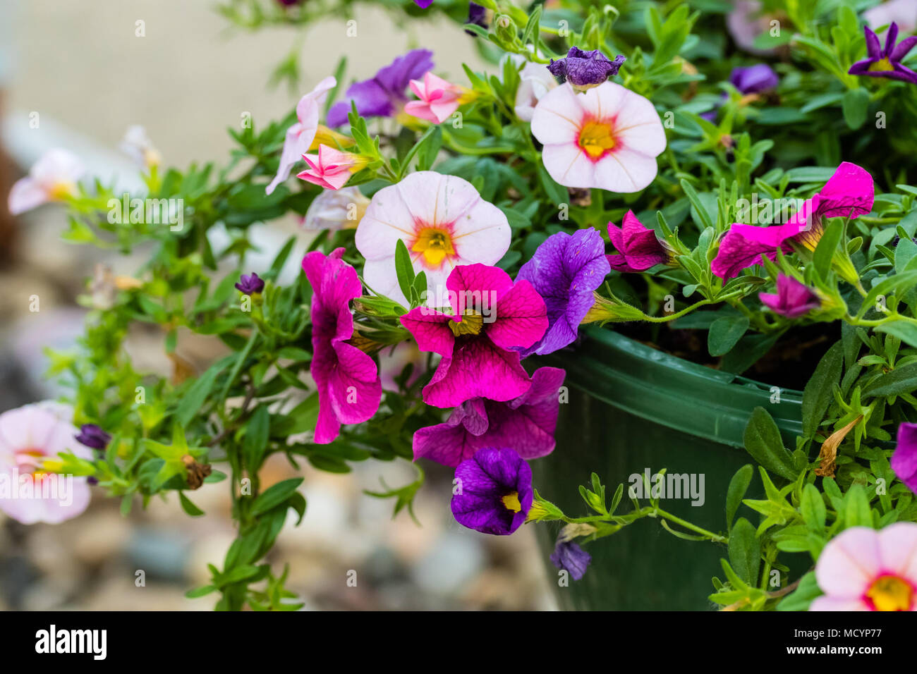 Calibrachoa hi-res stock photography and images - Alamy